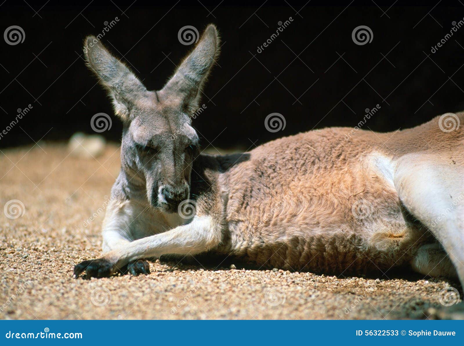 Sleeping Skeepy, New South Wales, Australia Stock Image - Image of ...
