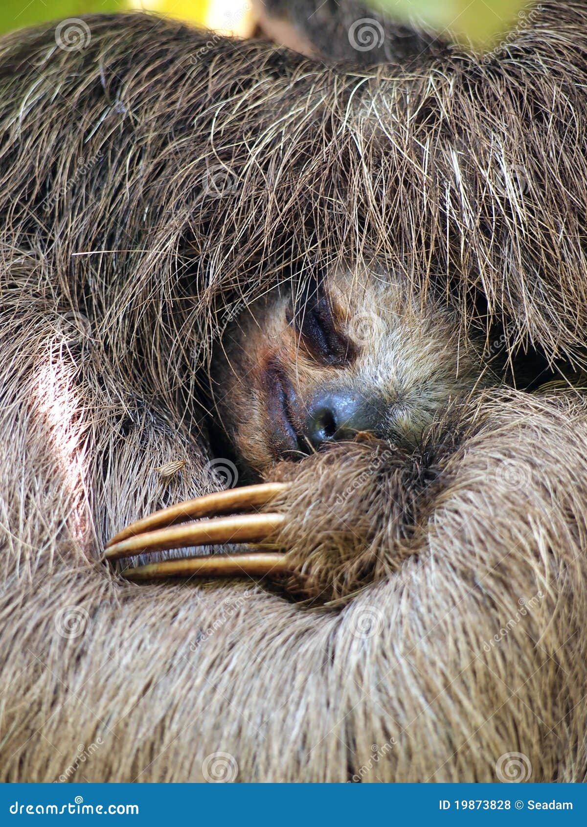 Sleeping sloth stock photo. Image of tropical, wildlife - 19873828