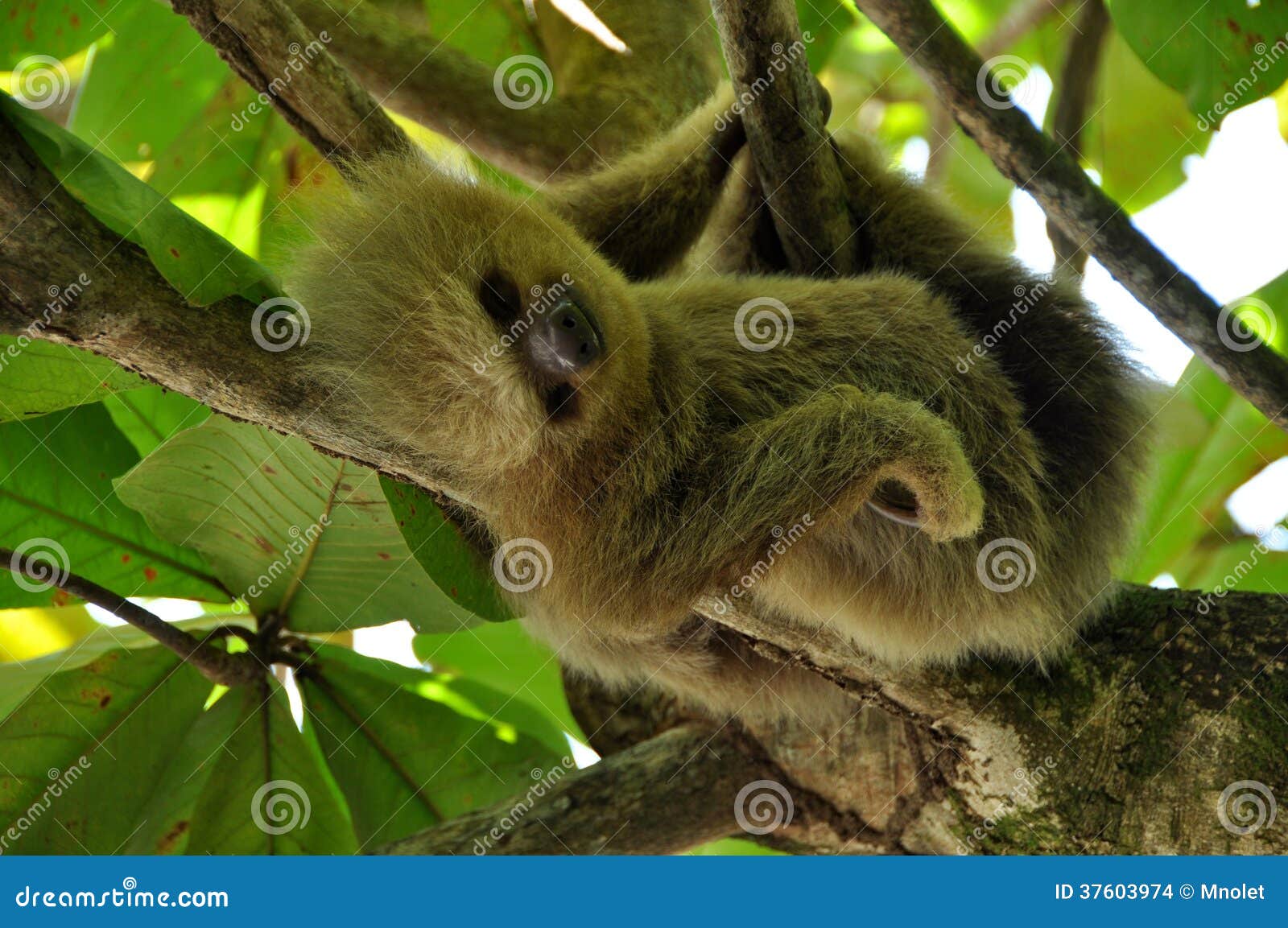 Sleeping sloth stock photo. Image of costa, parque, rica - 37603974