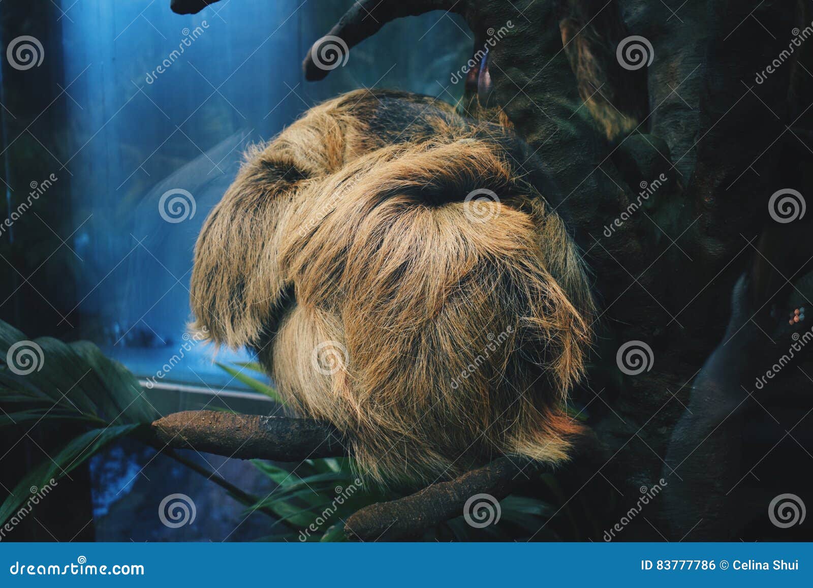 Sleeping sloth stock photo. Image of tired, rainforest - 83777786