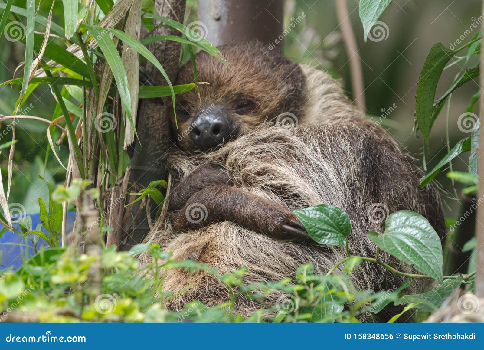 Sleeping sloth stock photo. Image of brown, good, nature - 158348656