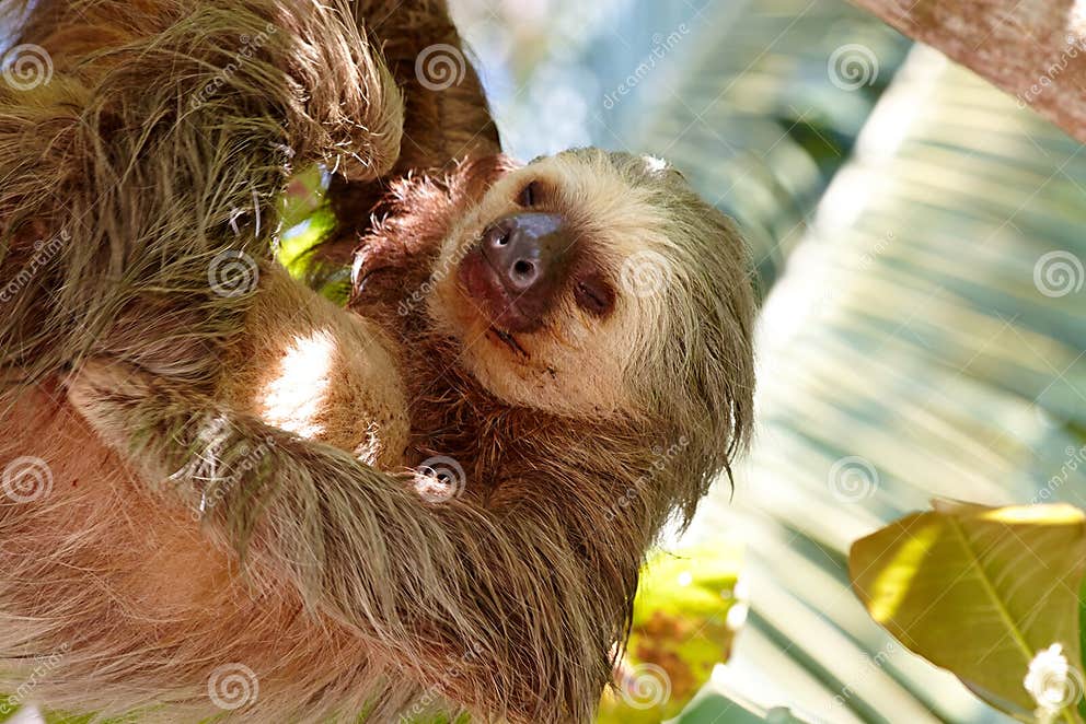 Sleeping sloth stock photo. Image of animal, tree, sleeping - 116512740