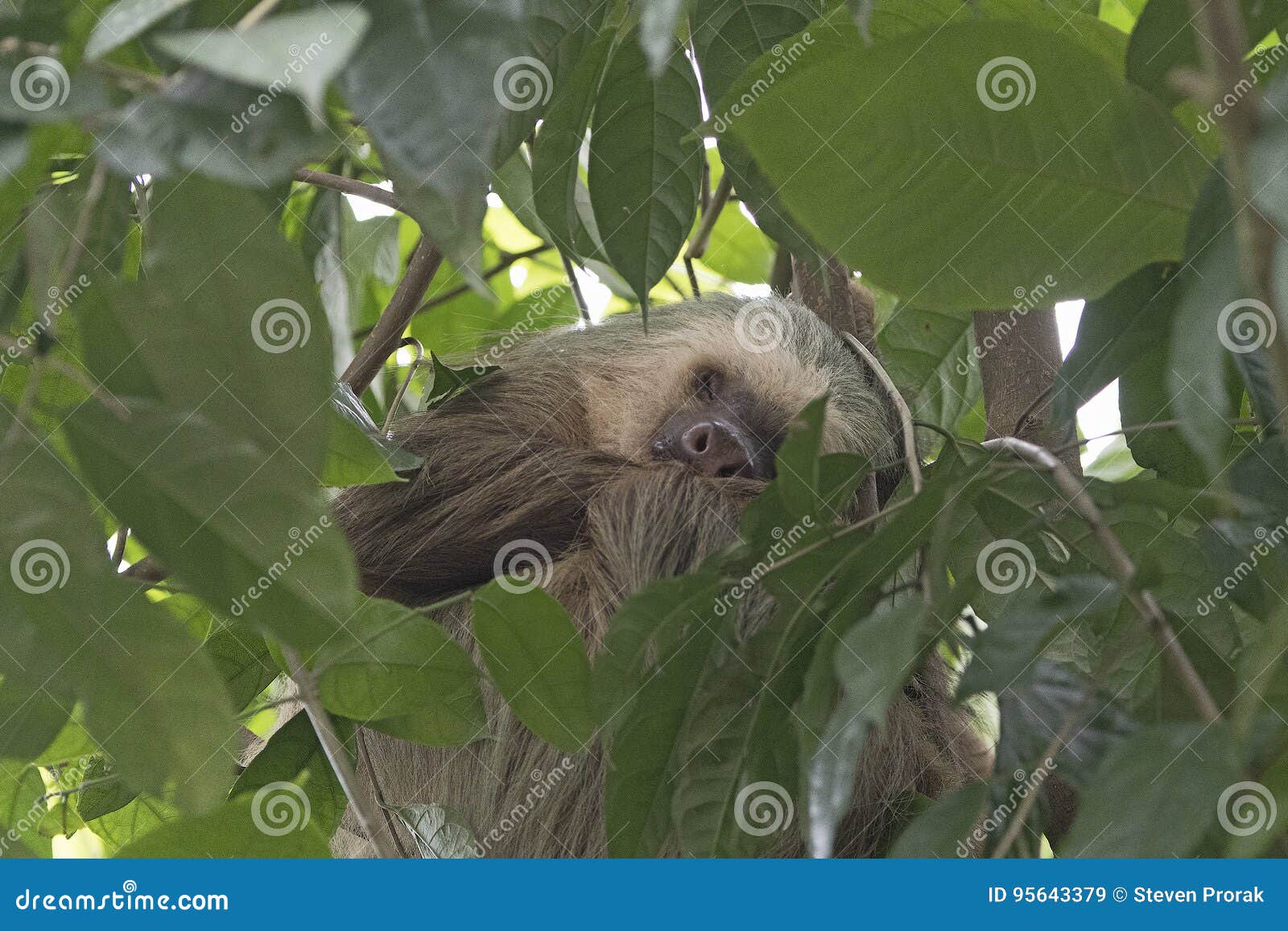 Sleeping Sloth in a Rainforest Tree Stock Image - Image of forest ...