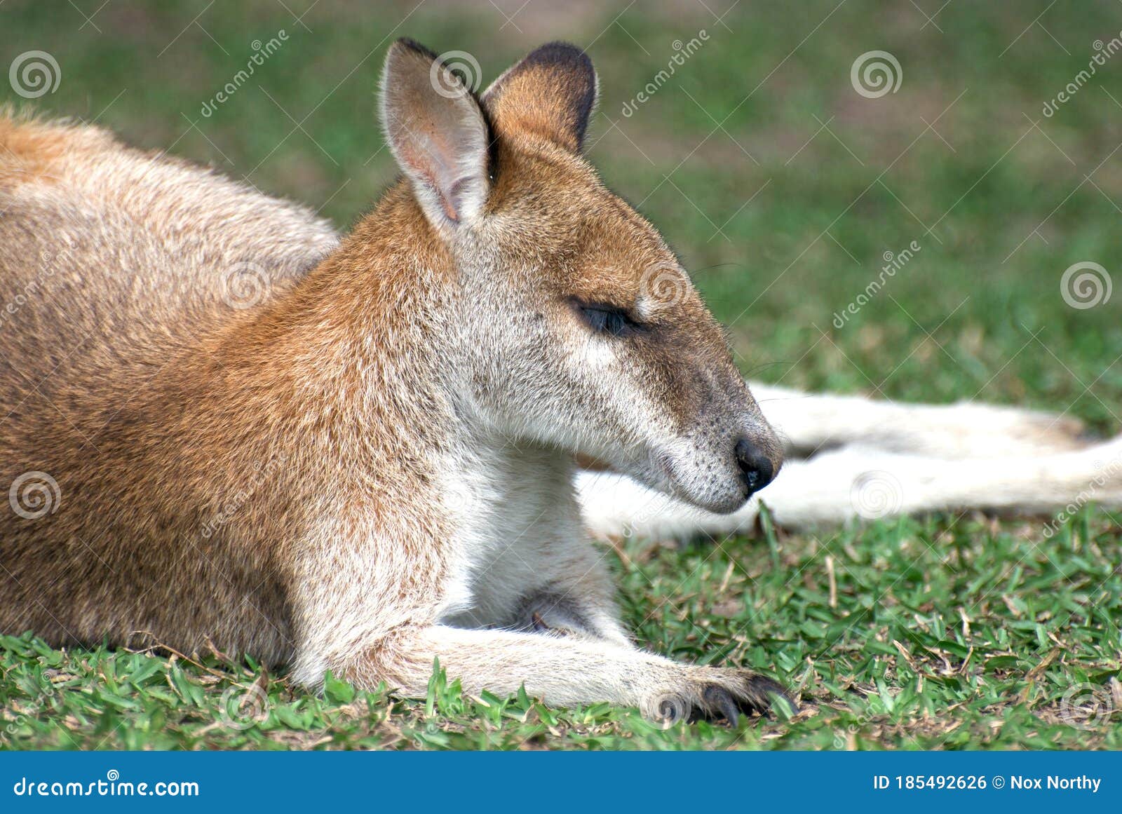 Sleeping Small Cute Red Kangaroo in Australia. Stock Photo - Image of ...
