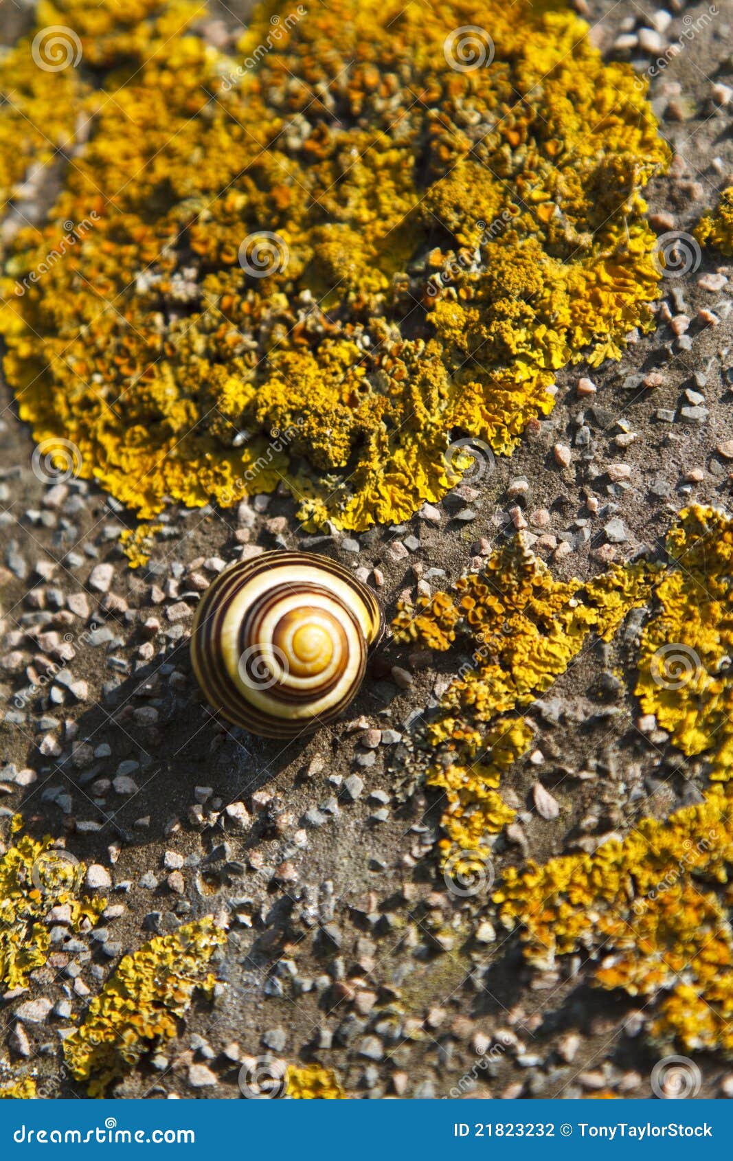 Sleeping snail stock photo. Image of life, colorful, macro - 21823232