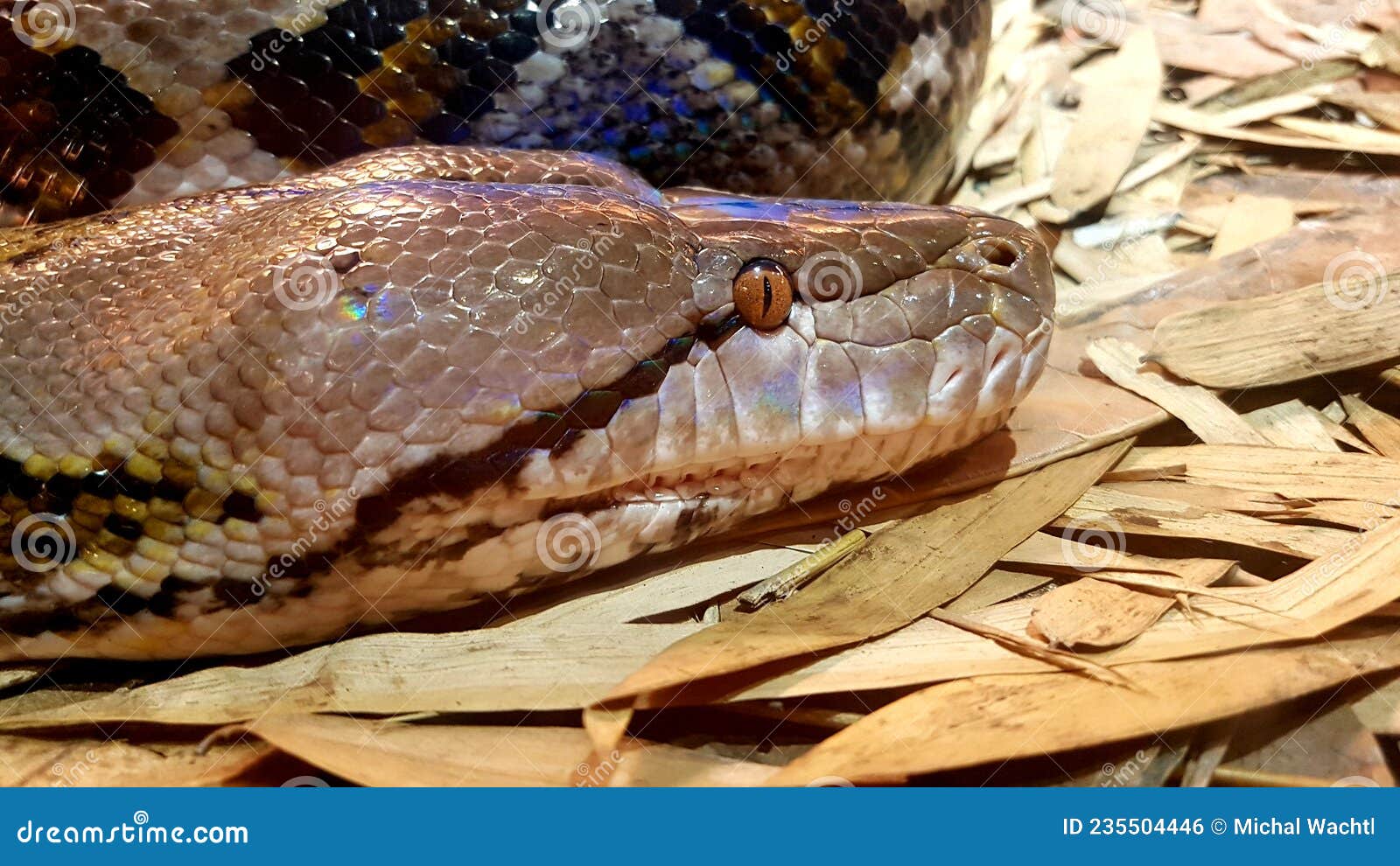 Sleeping Snake stock photo. Image of nature, sleeping - 235504446