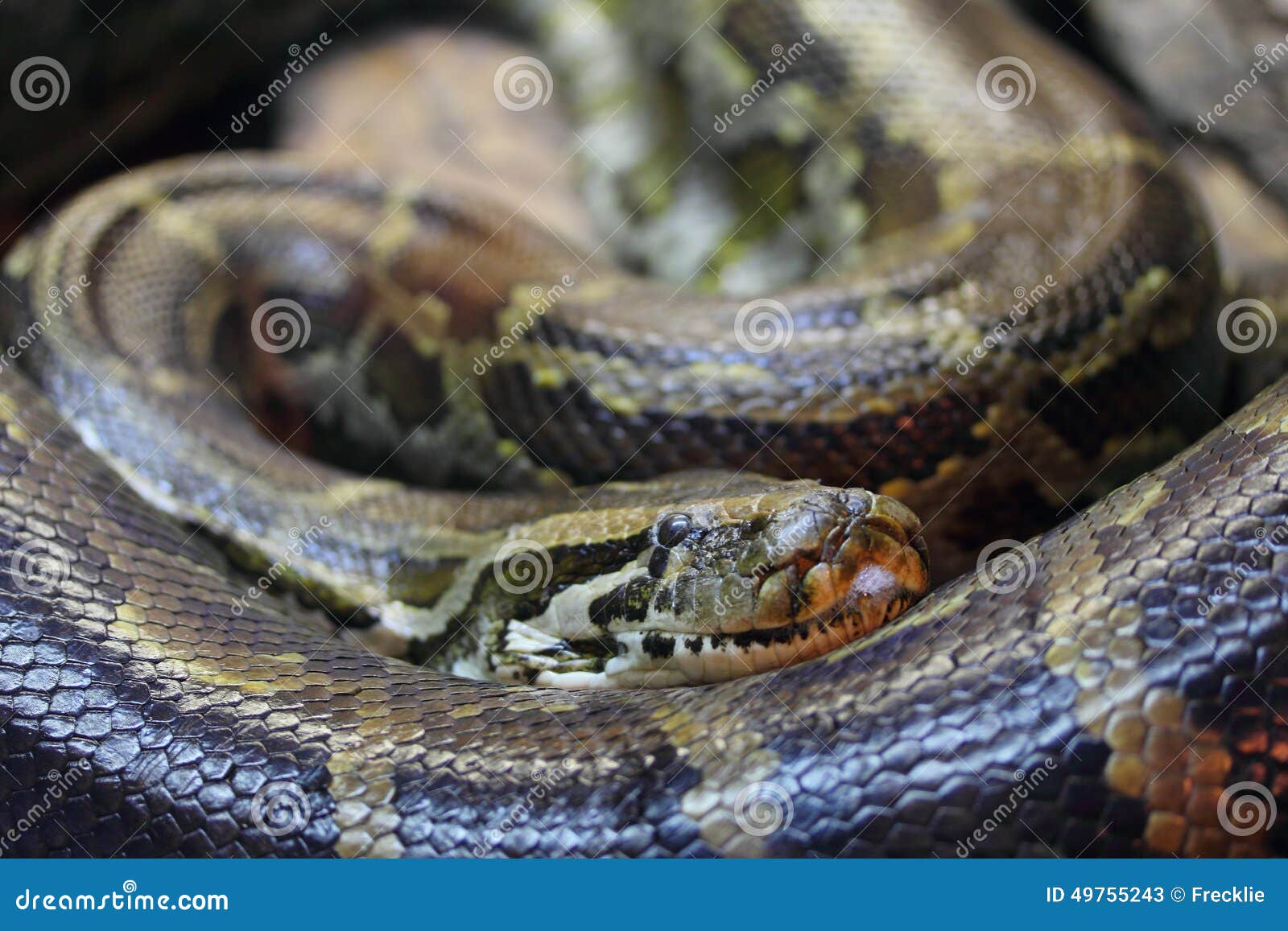 Sleeping snake stock image. Image of wild, python, sleeping - 49755243