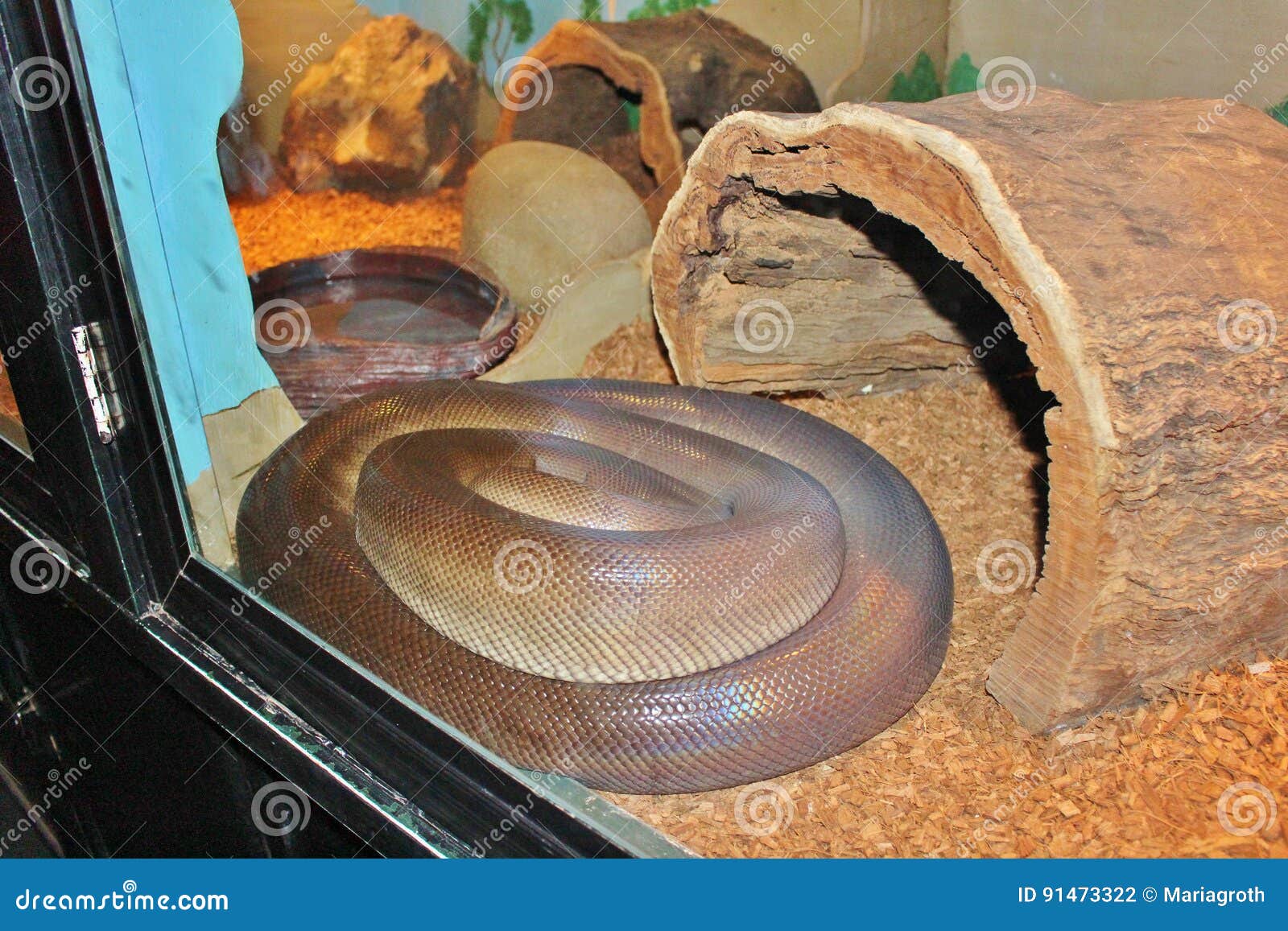 Sleeping snake stock photo. Image of lone, famous, hours - 91473322
