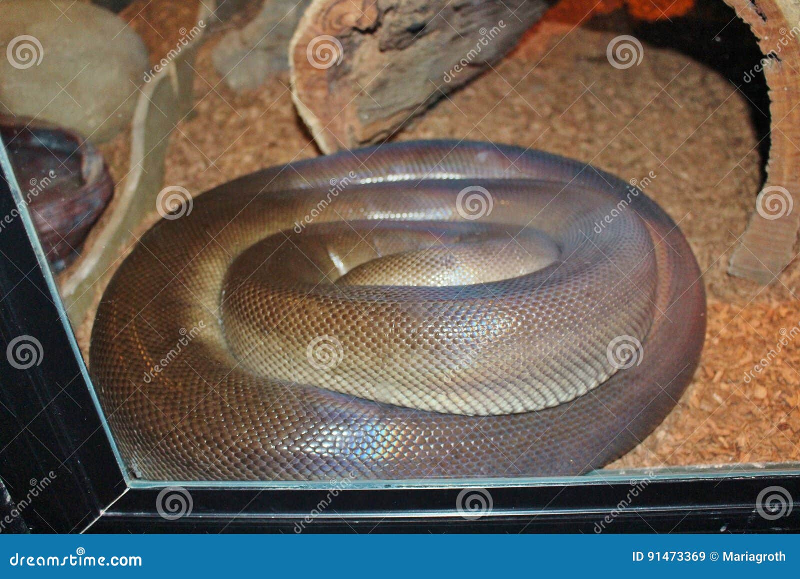 Sleeping snake stock image. Image of protected, lethal - 91473369