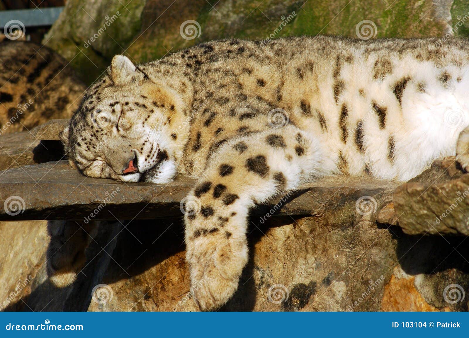 Sleeping snow leopard. stock photo. Image of rock, leopard - 103104