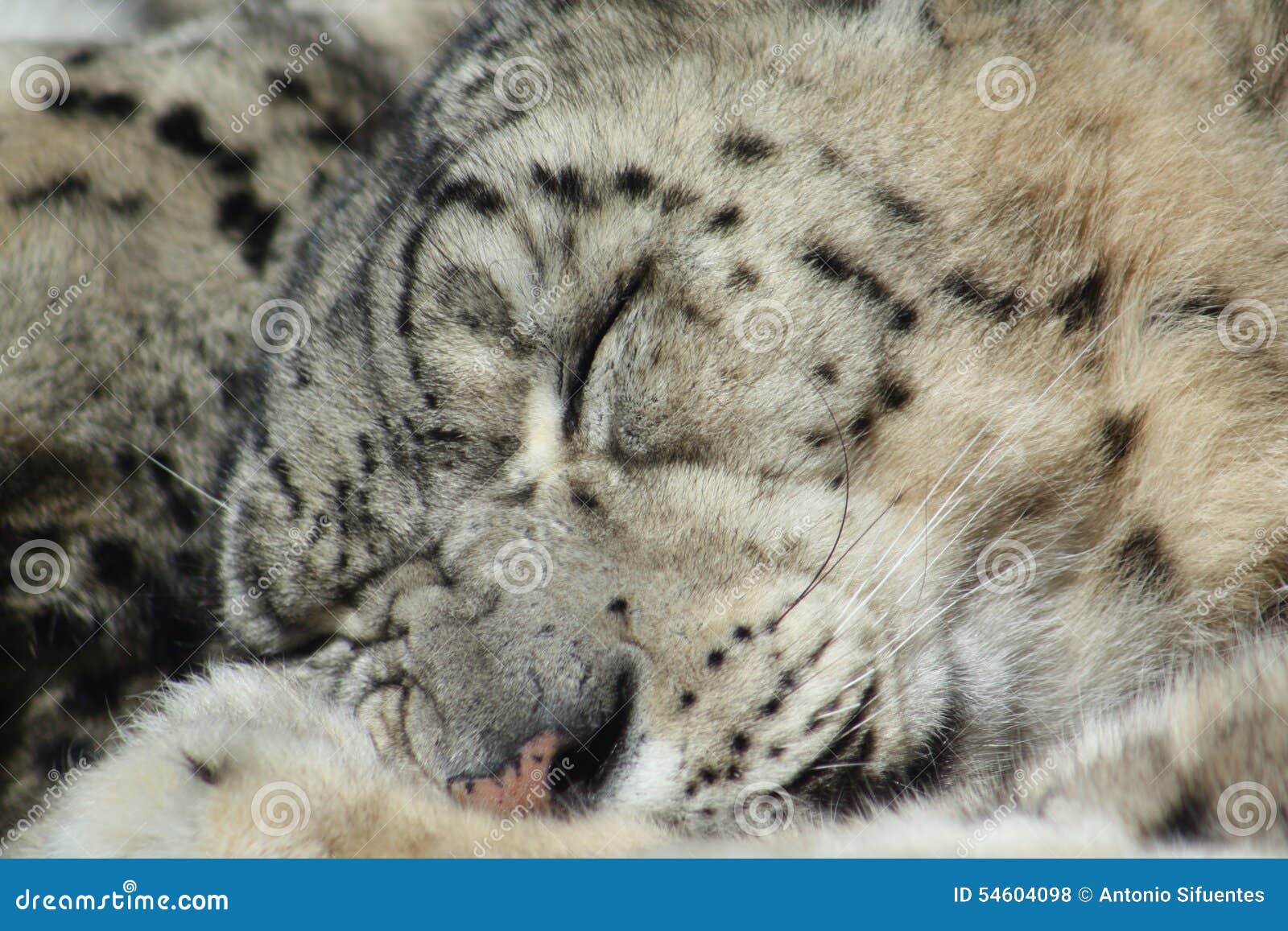 Sleeping Snow Leopard stock photo. Image of black, animal - 54604098