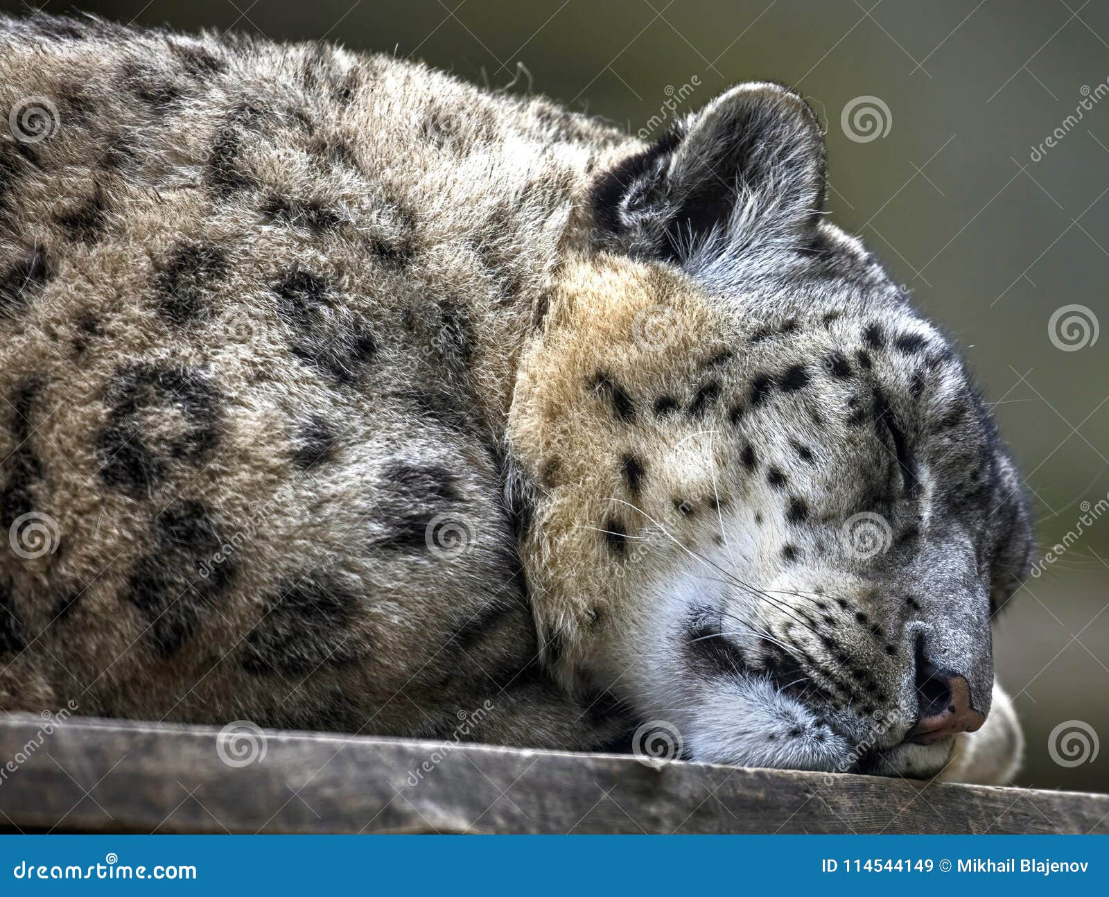 Sleeping snow leopard stock image. Image of portrait - 114544149