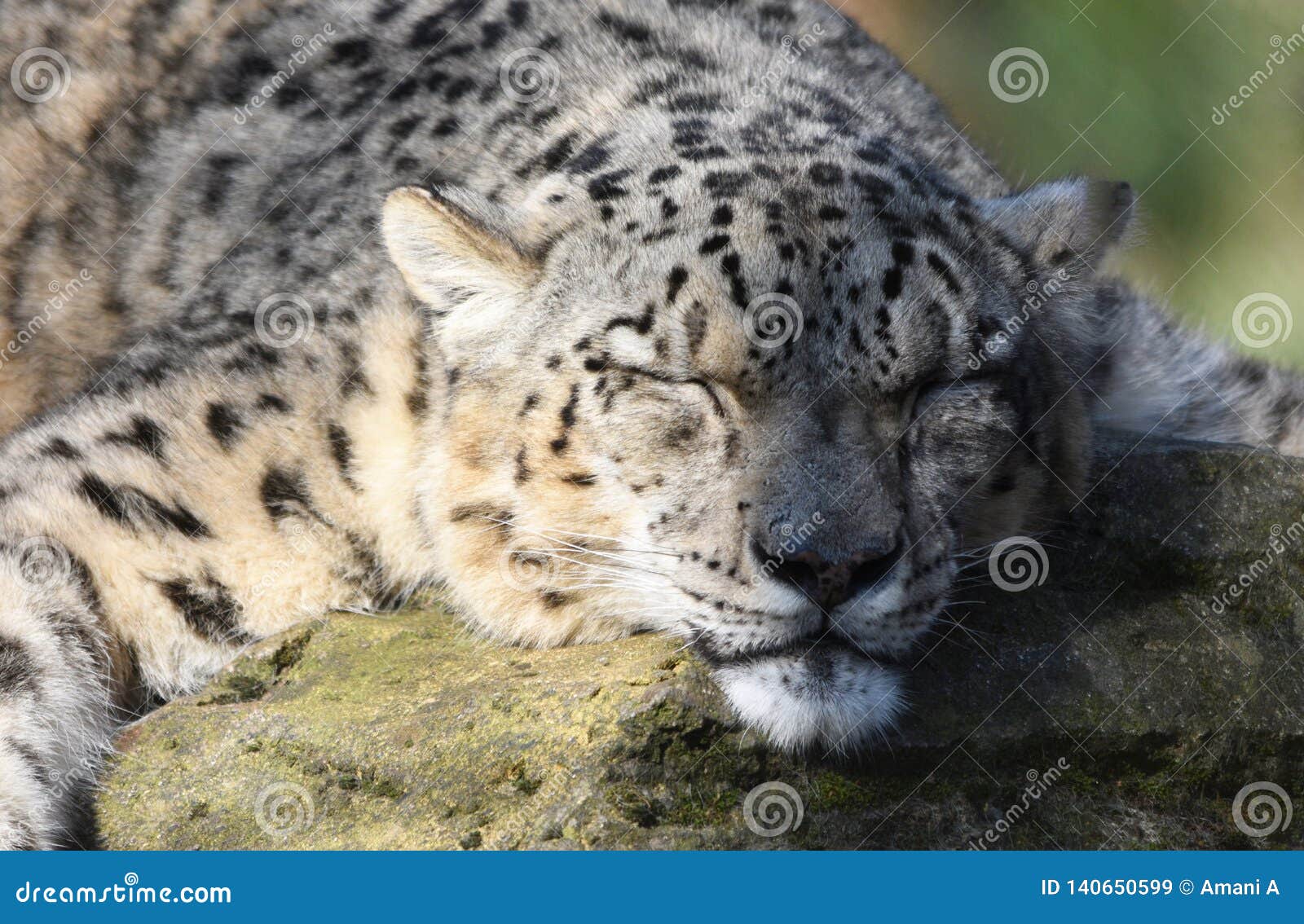 Sleeping snow leopard stock image. Image of natural - 140650599