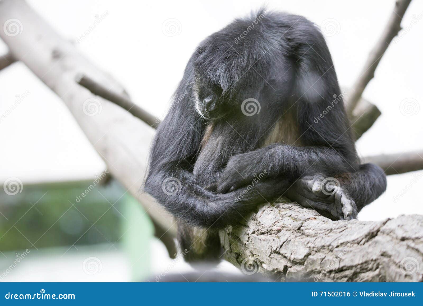 Sleeping Spider Monkey, Ateles Geoffroyi Vellerosus Stock Photo - Image ...