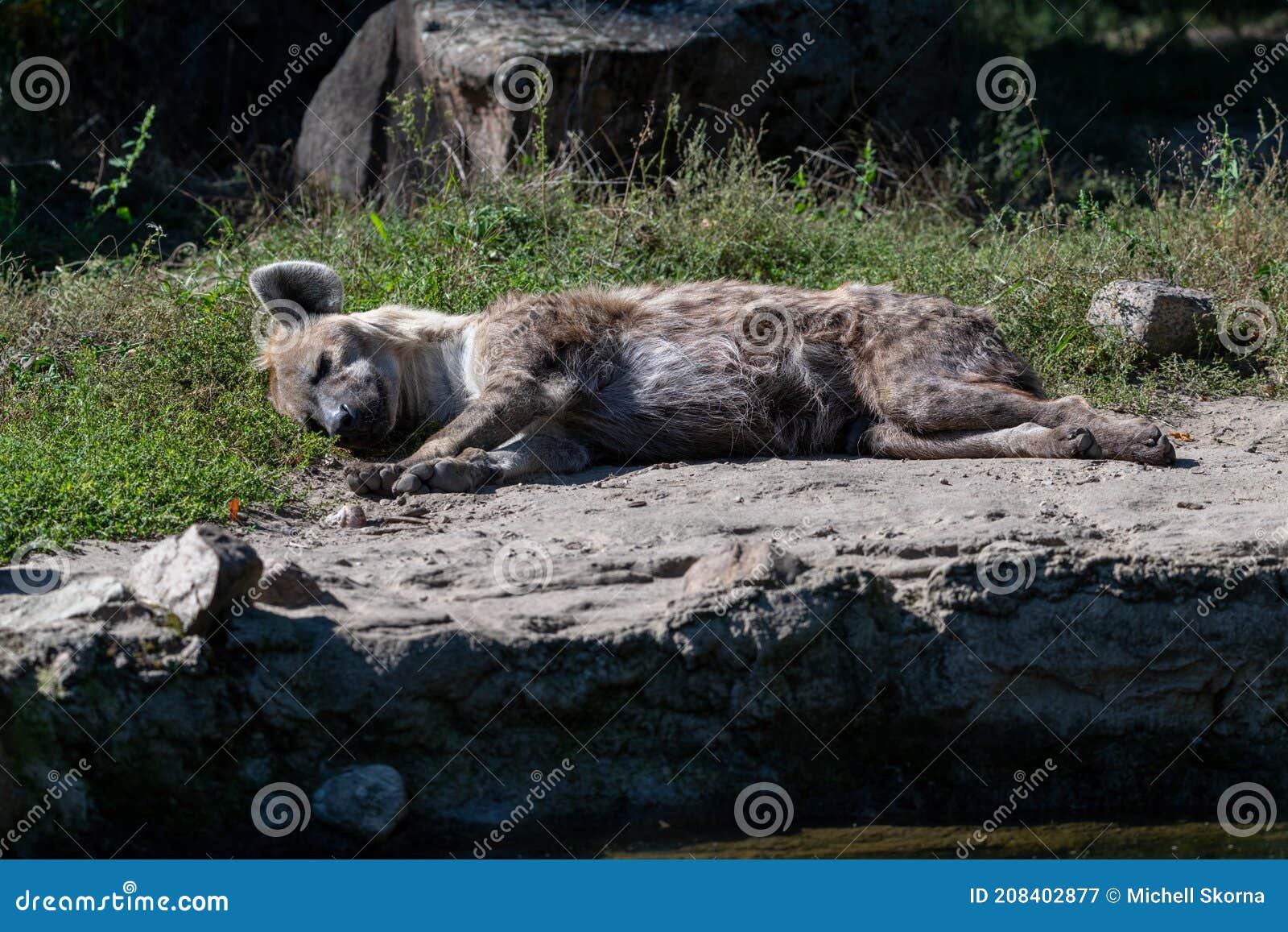 Sleeping Spotted Hyena Laying on the Ground Stock Image - Image of ...