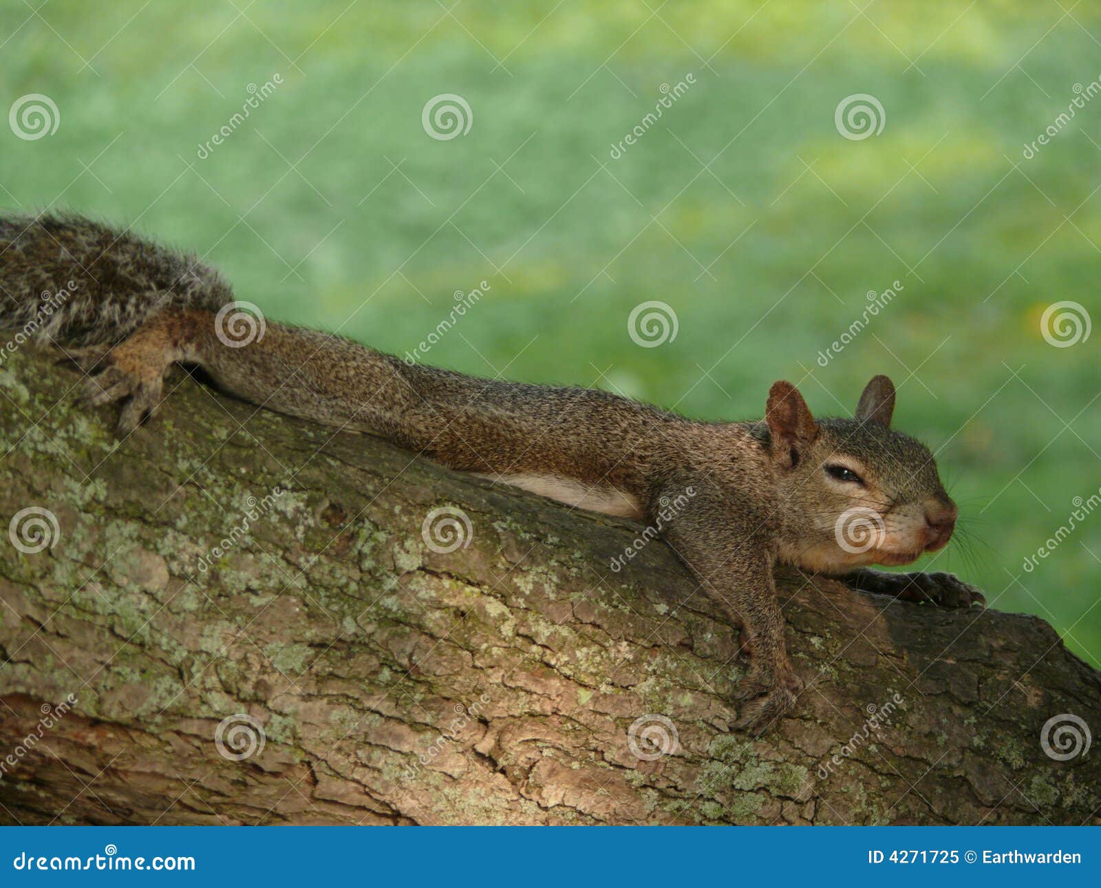 Sleeping Squirrel stock image. Image of cute, detail, comfortable - 4271725