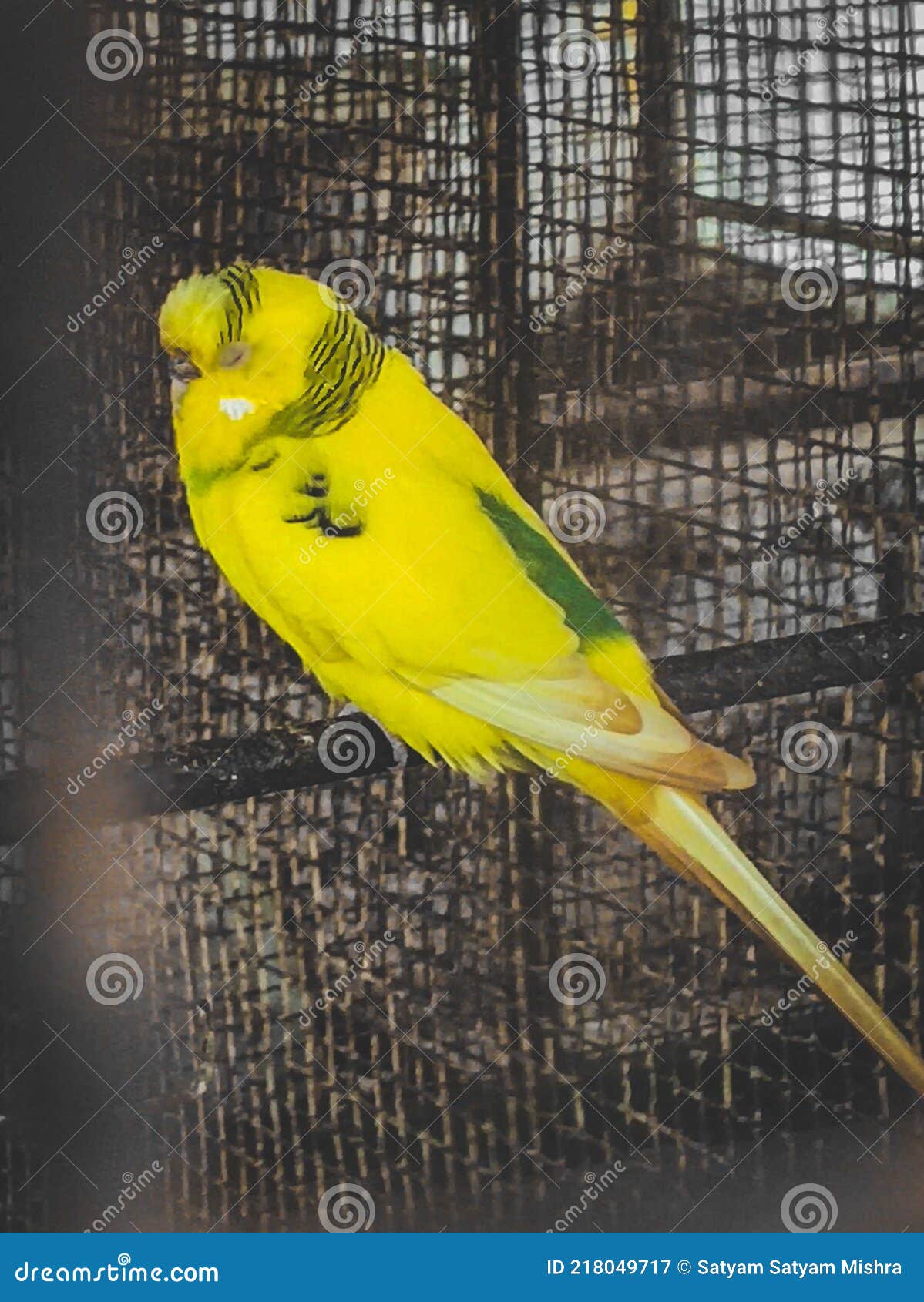 Sleeping Sun Conure stock image. Image of yellowandgreen - 218049717