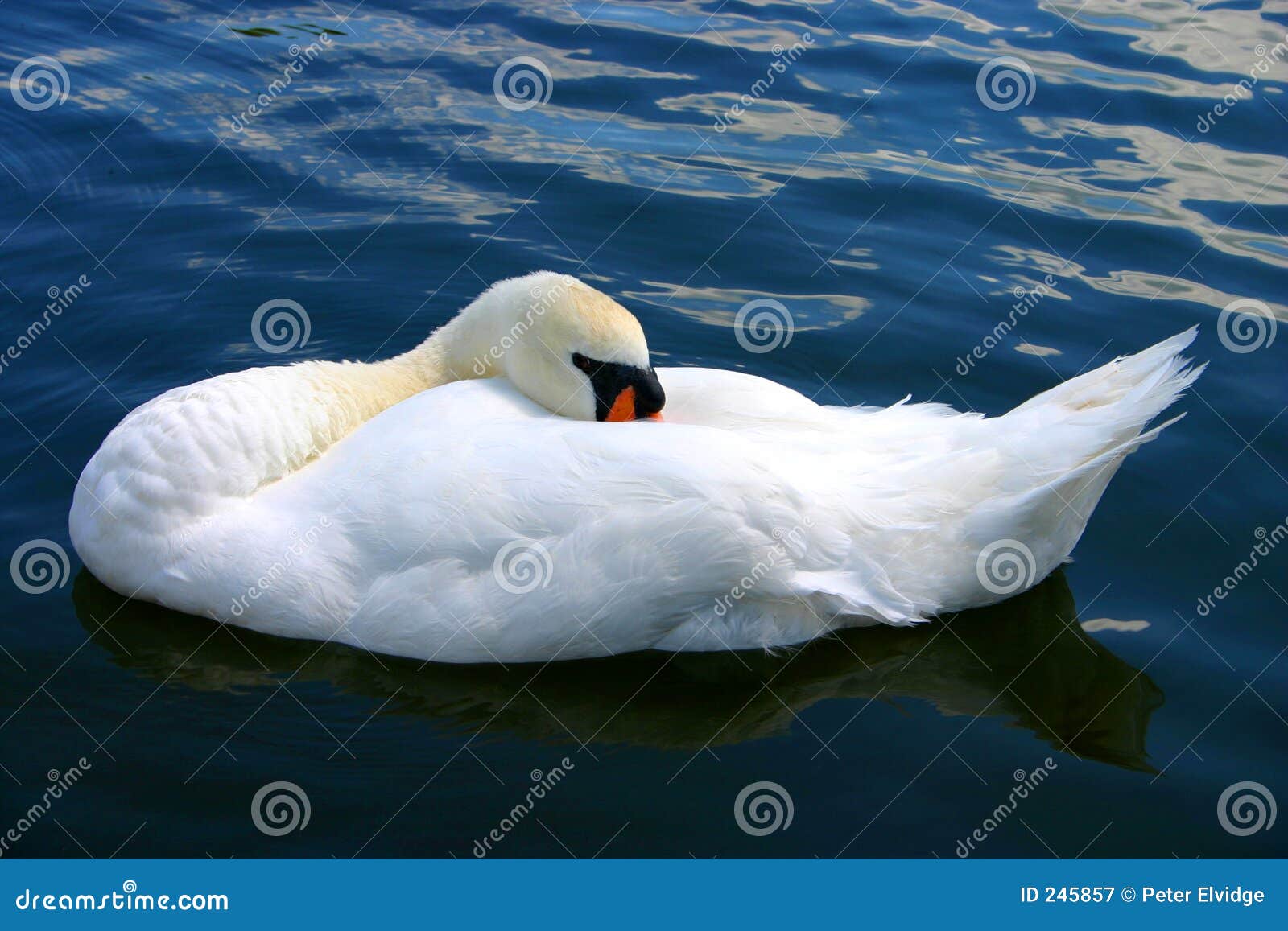 Sleeping Swan Picture. Image: 245857