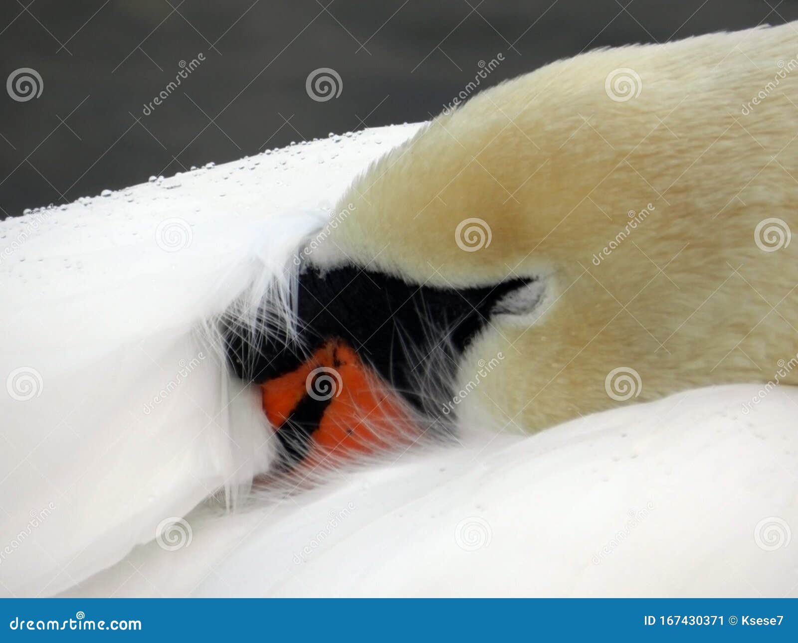A sleeping swan, closeup stock image. Image of sleeping - 167430371