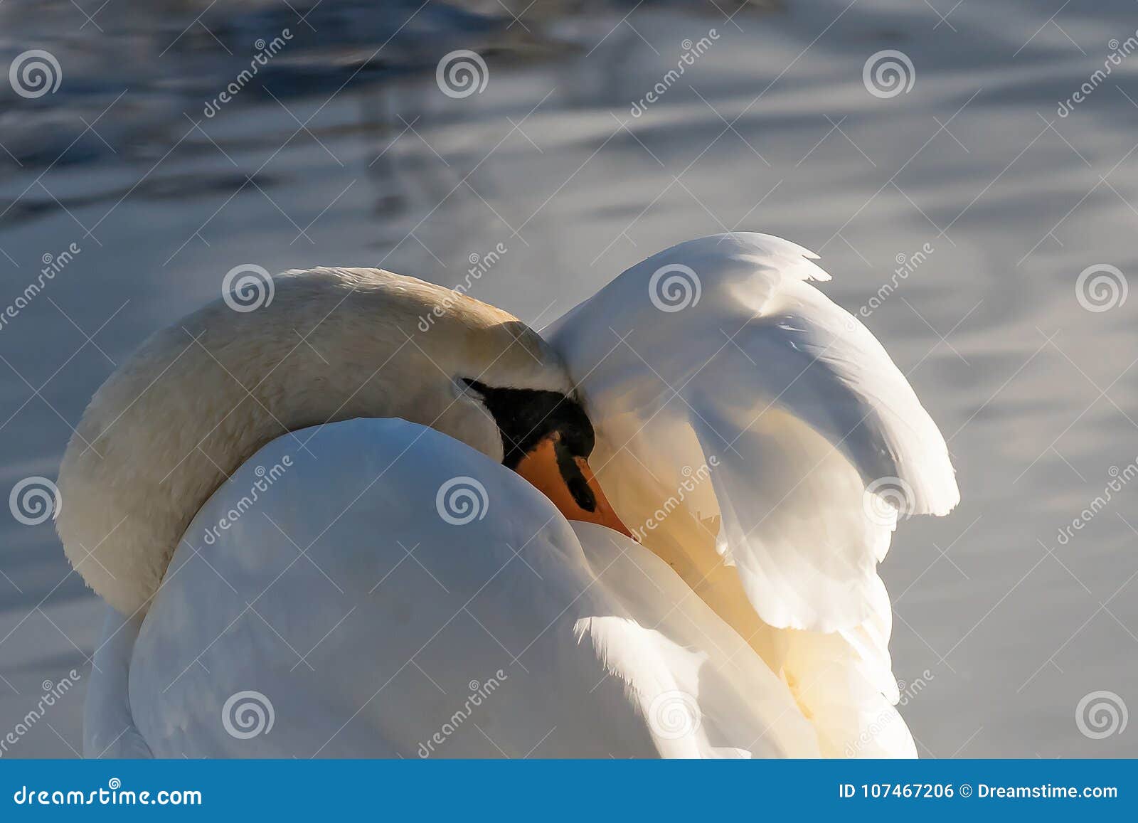 Sleeping Swan. Resting after the Flight Stock Photo - Image of swan ...