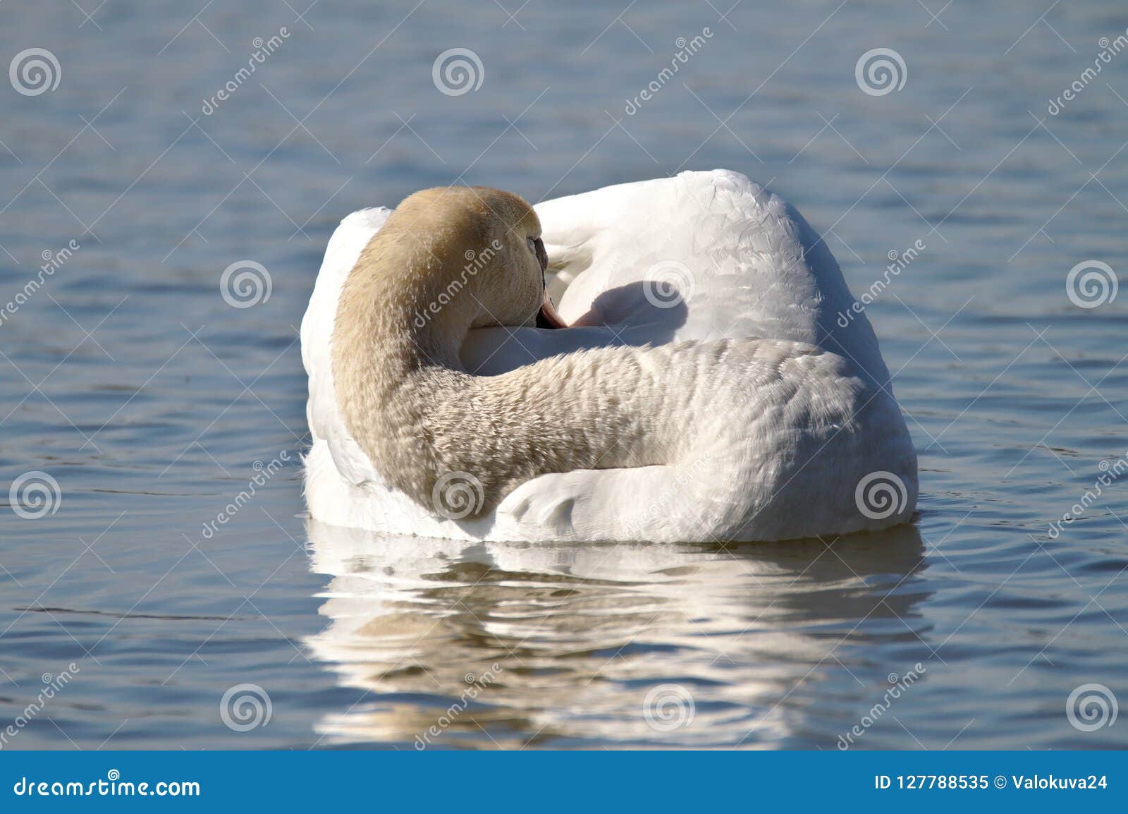 Sleeping swan stock image. Image of cygnus, sleep, beautiful - 127788535