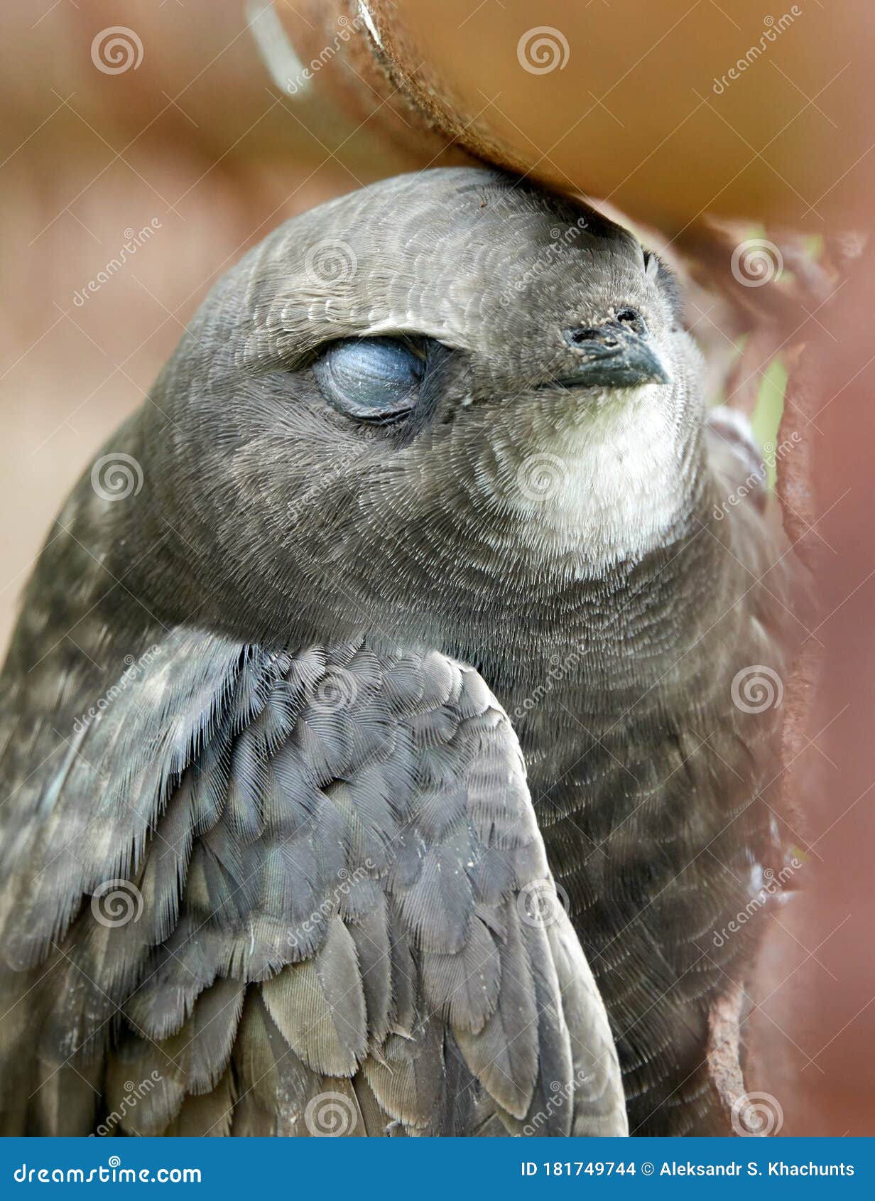 Sleeping swift closeup stock photo. Image of aerodynamics - 181749744