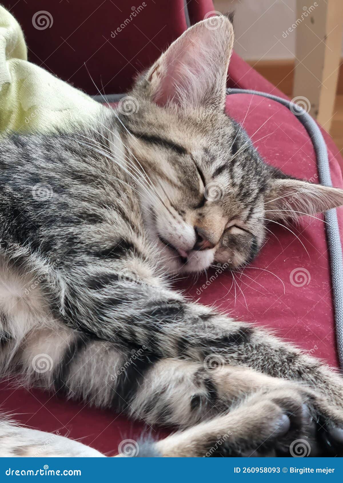 Sleeping tabby cat stock image. Image of wildcat, snout - 260958093
