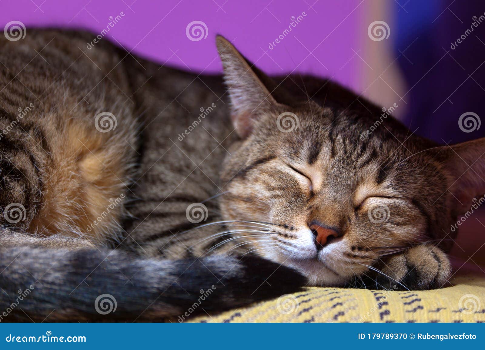 Sleeping tabby cat stock photo. Image of portrait, interior - 179789370