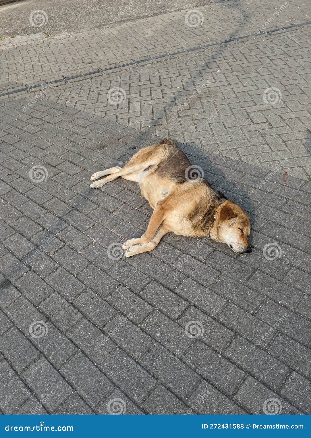 A Sleeping Tang Dog in Hong Kong Stock Photo - Image of hong, sleeping ...