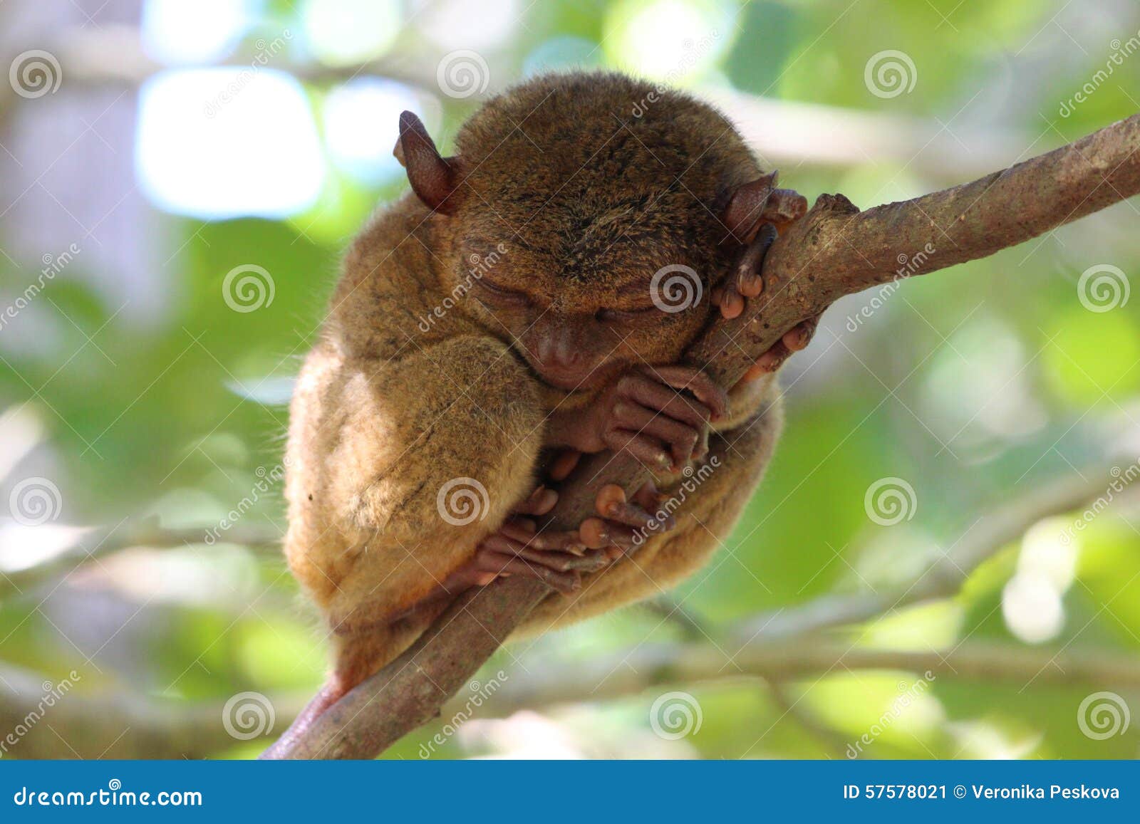 Tarsier Sleeping