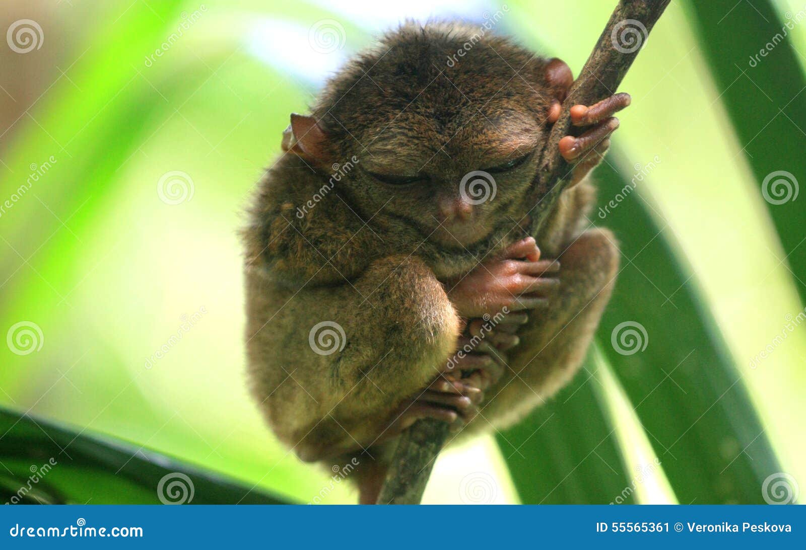 Sleeping Tarsier Or Tarsius Syrichta On The Tree In Tarsier Sanctuary ...