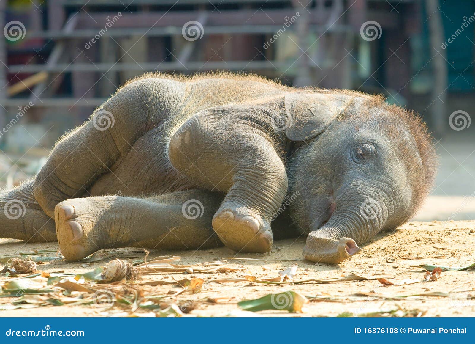 Sleeping, Thai Calf Elephant Stock Photo - Image of enjoy, faith: 16376108