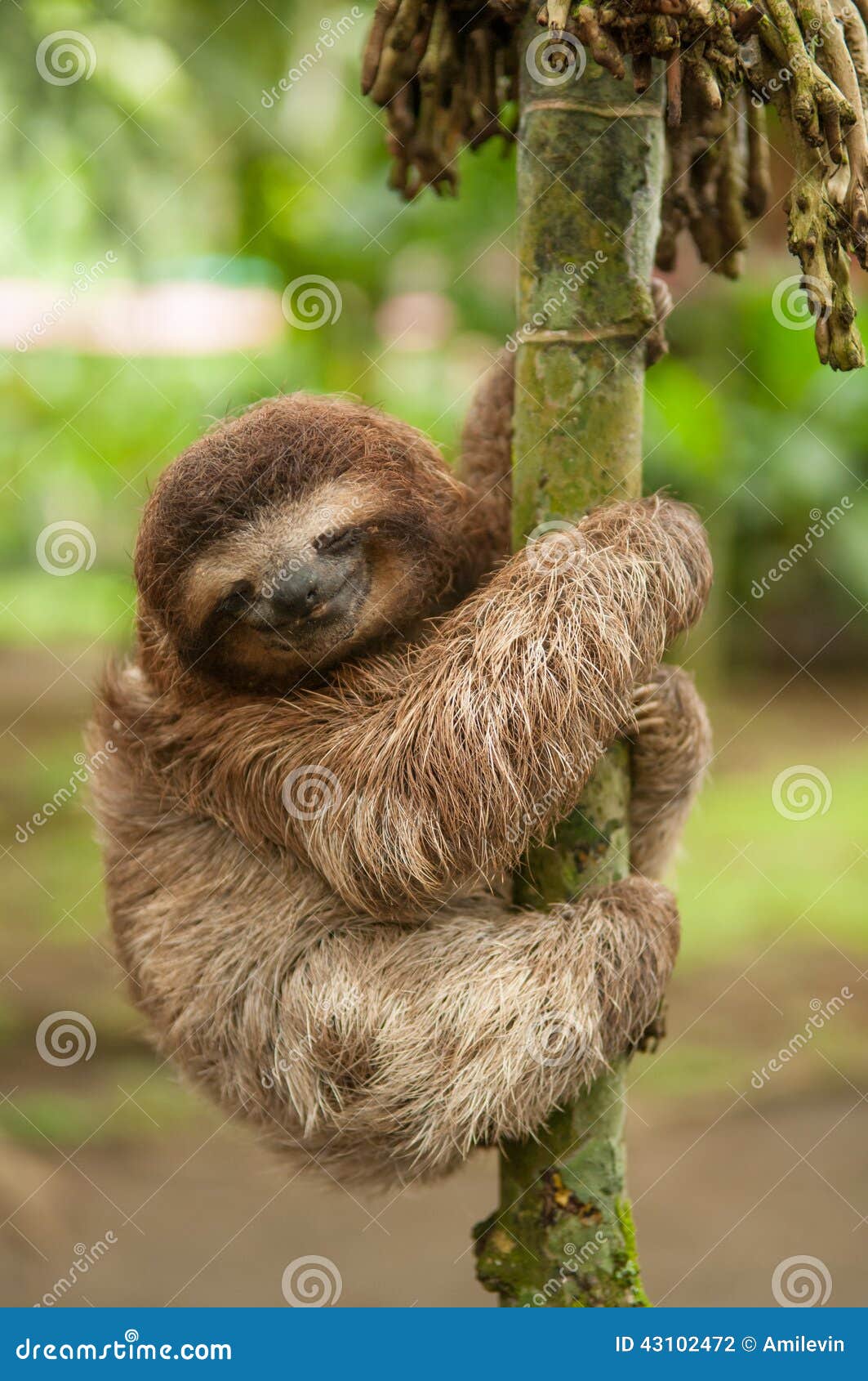 Sleeping Three Clawed Sloth Stock Photo - Image of clawed, three: 43102472