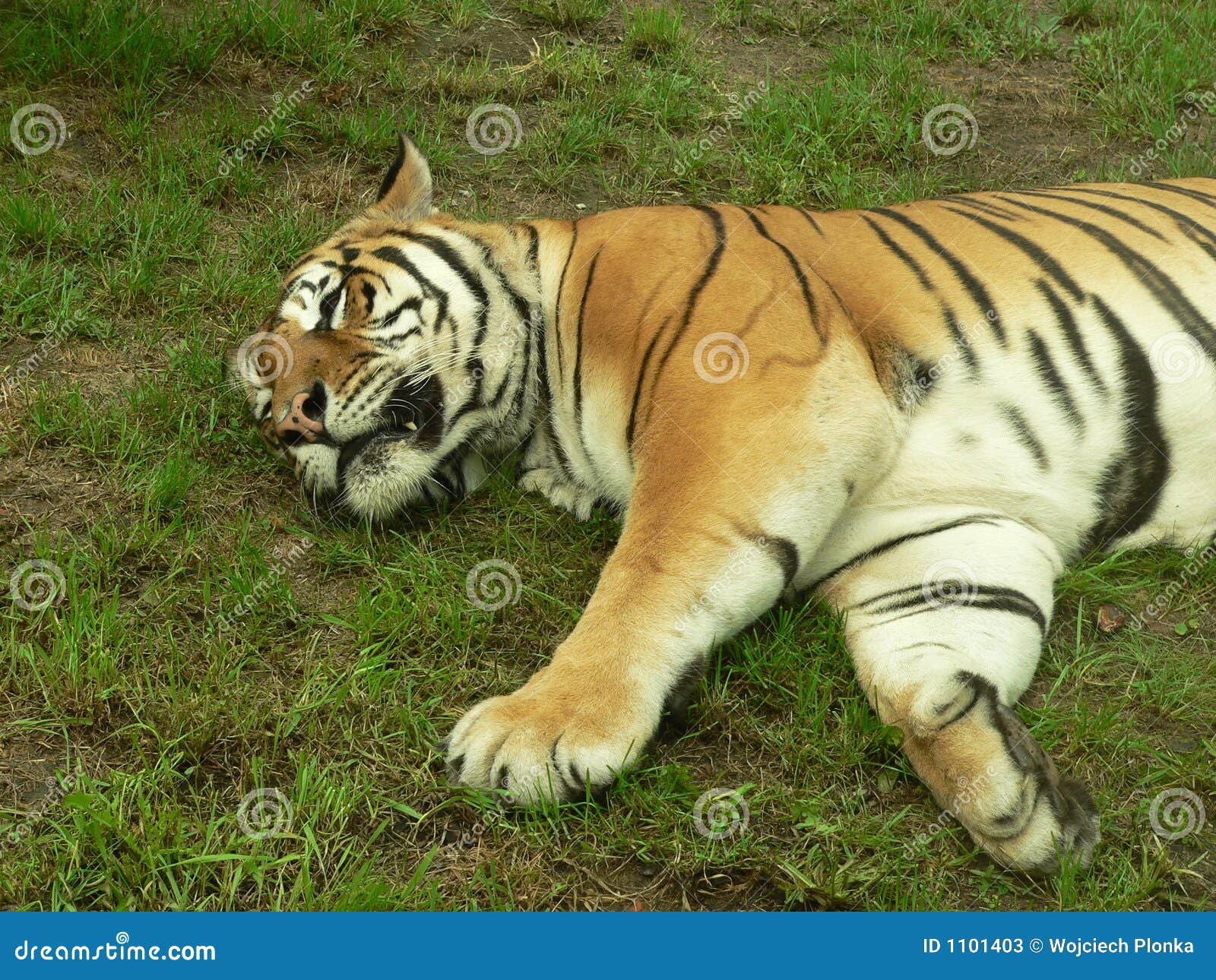 Sleeping tiger stock image. Image of nature, forests, resting - 1101403