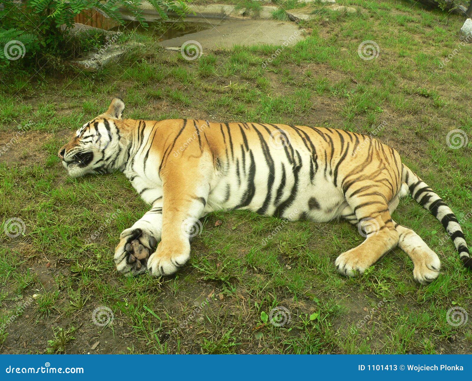 Sleeping tiger stock image. Image of furry, safari, tiger - 1101413