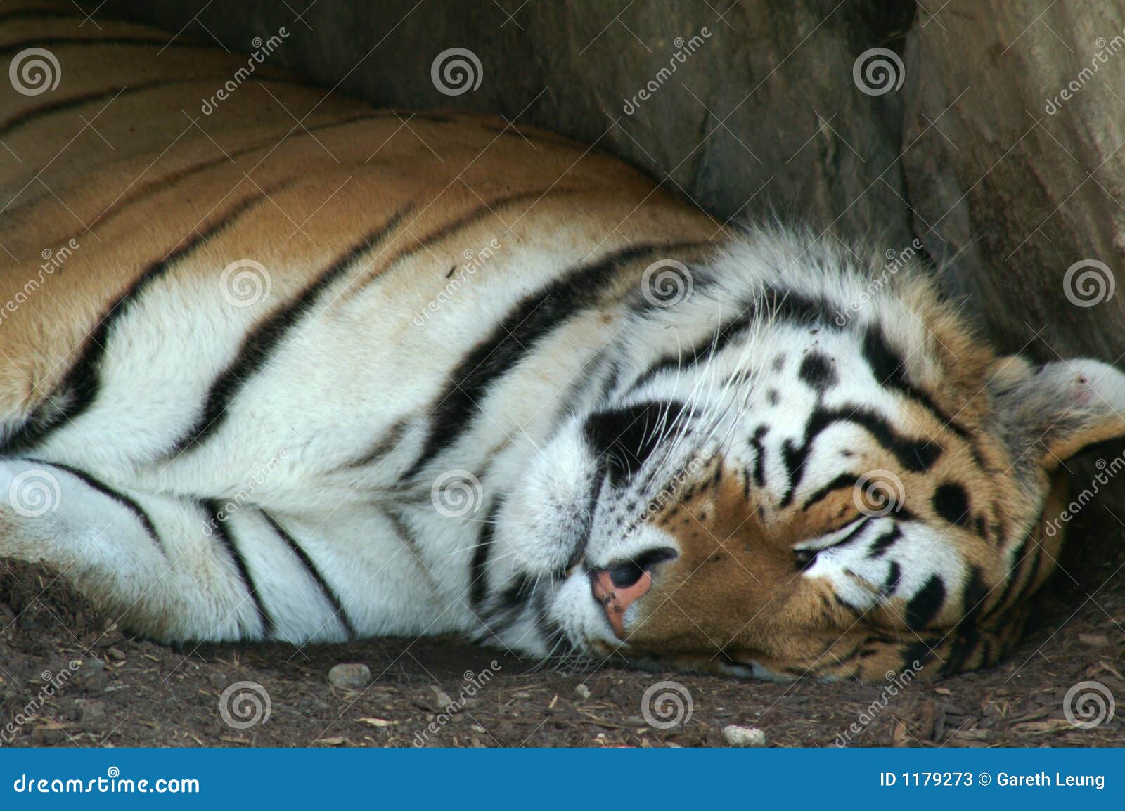 Sleeping Tiger stock image. Image of rock, sleep, stripes - 1179273