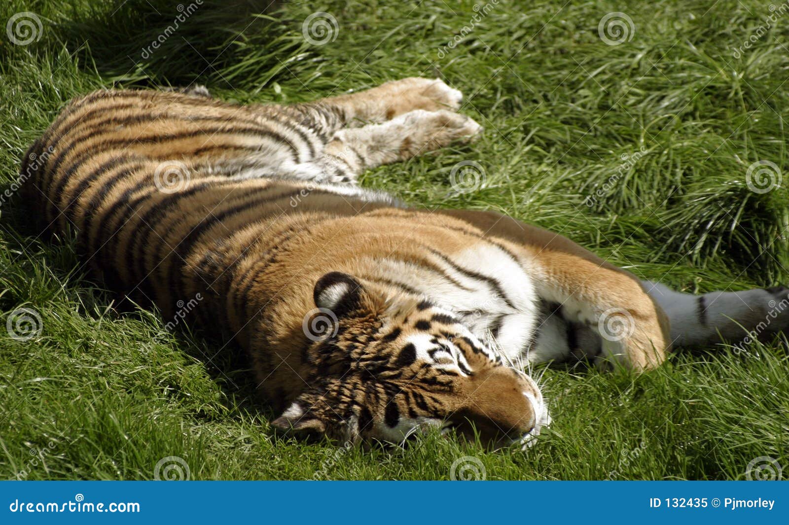 Sleeping Tiger stock image. Image of white, orange, tired - 132435