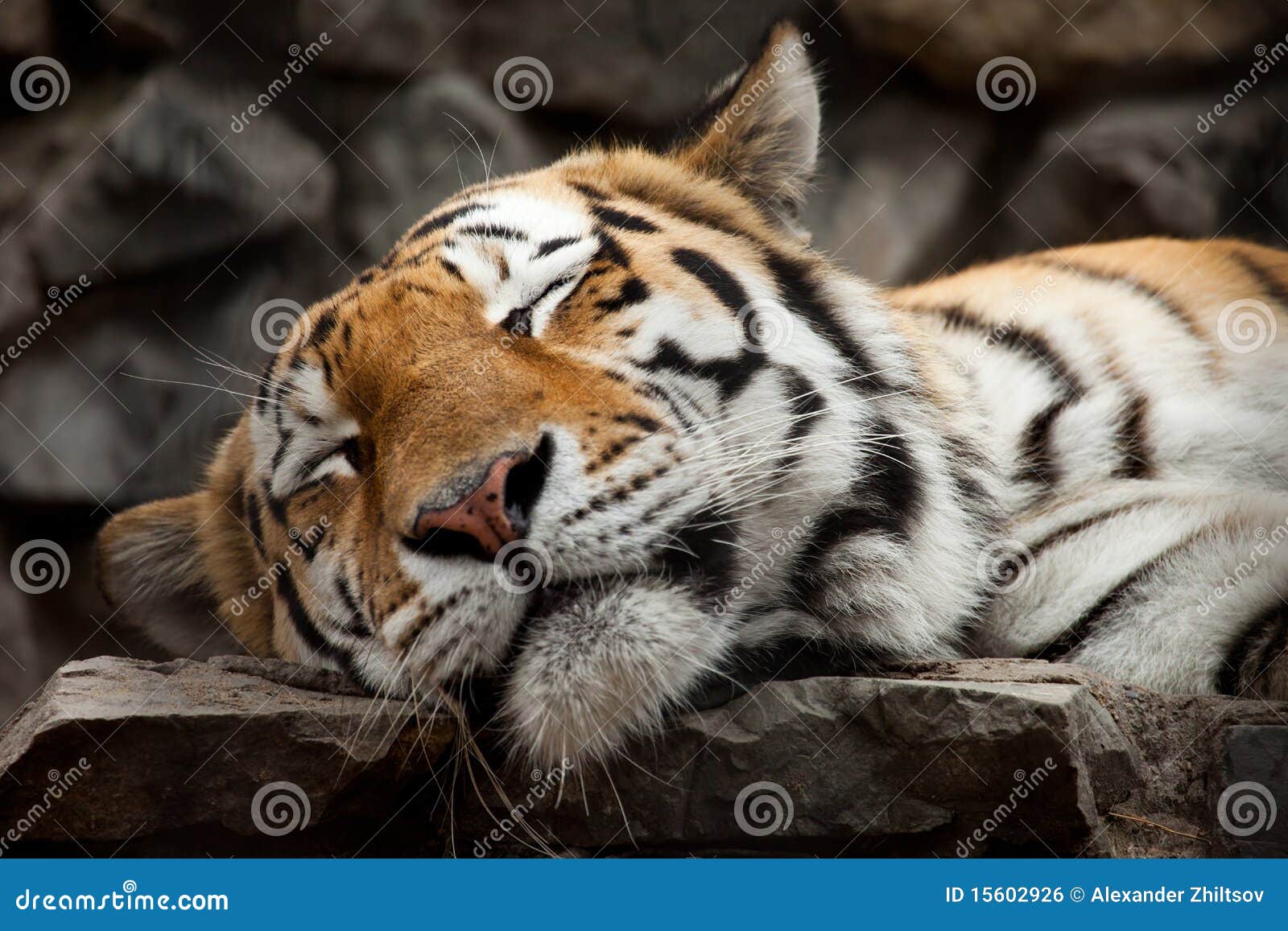 Sleeping tiger stock photo. Image of rest, wildlife, wildcat - 15602926