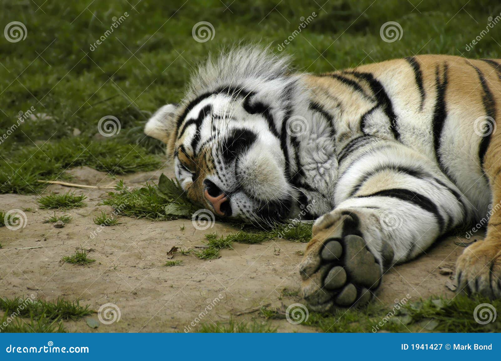 Sleeping Tiger stock image. Image of undomesticated, majestic - 1941427