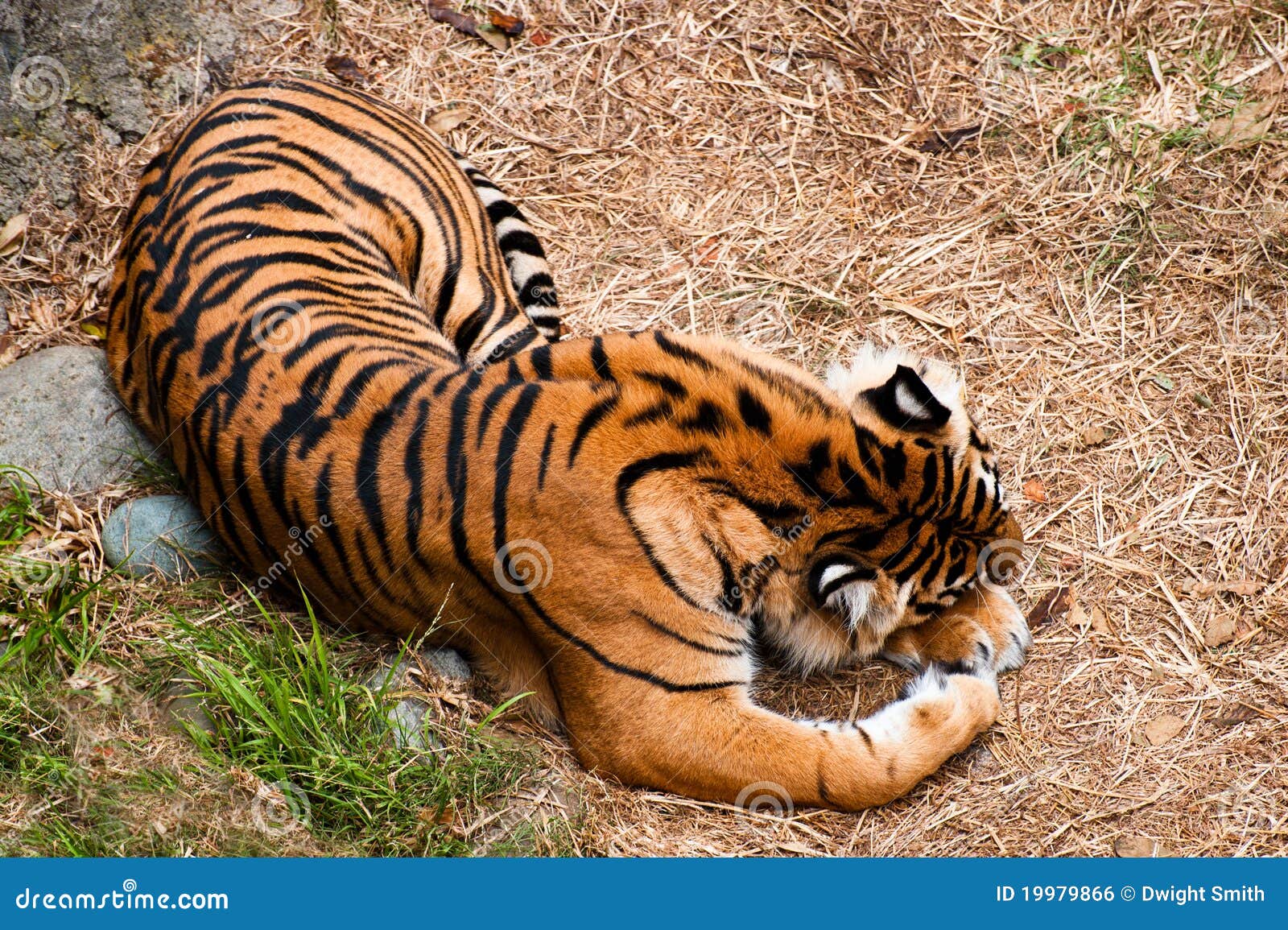 Sleeping Tiger stock photo. Image of large, resting, feline - 19979866
