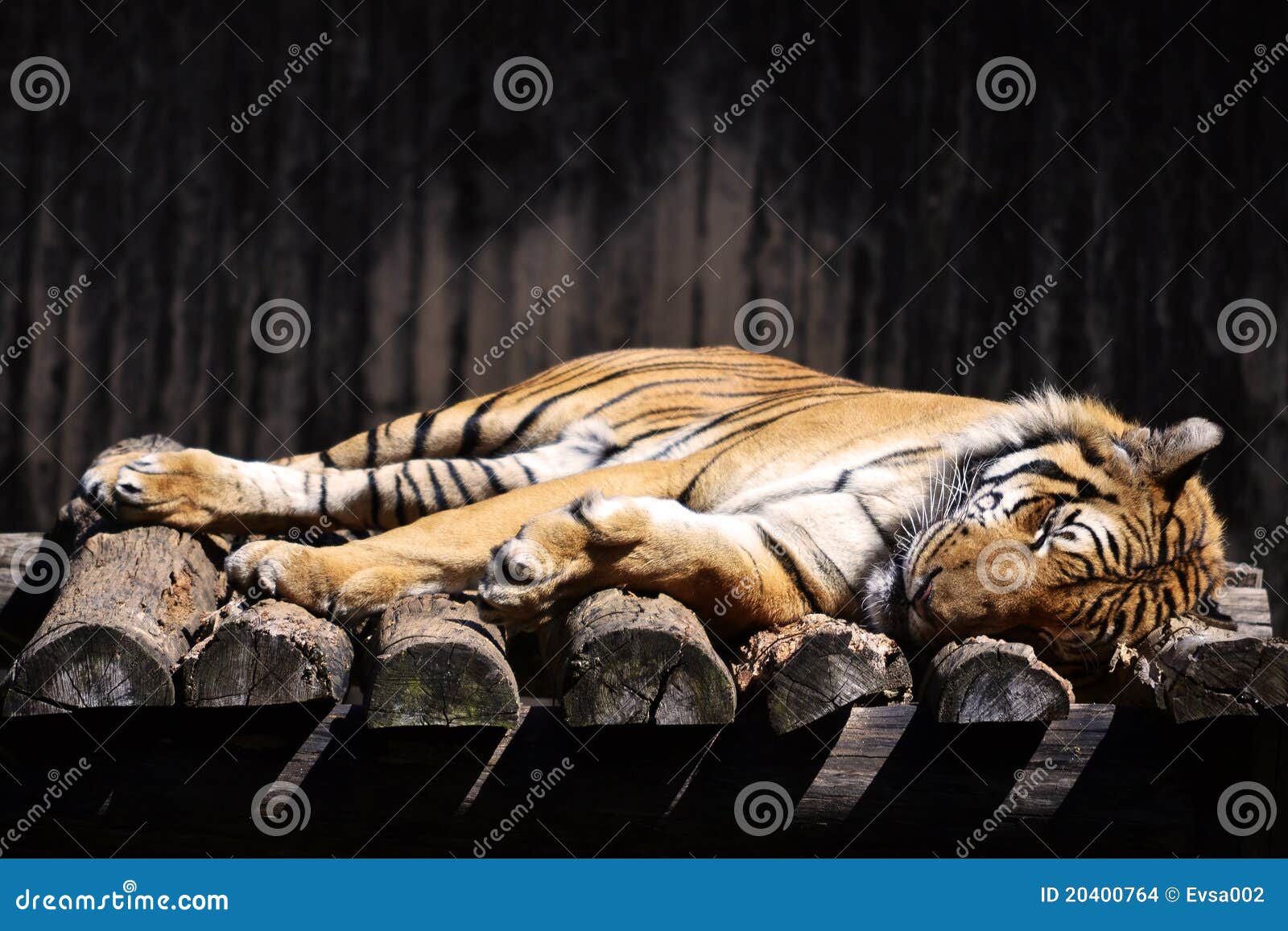 Sleeping Tiger stock photo. Image of beauty, nature, feline - 20400764