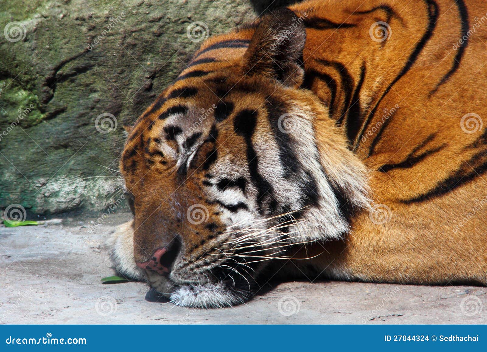 Sleeping Tiger stock photo. Image of danger, wildlife - 27044324