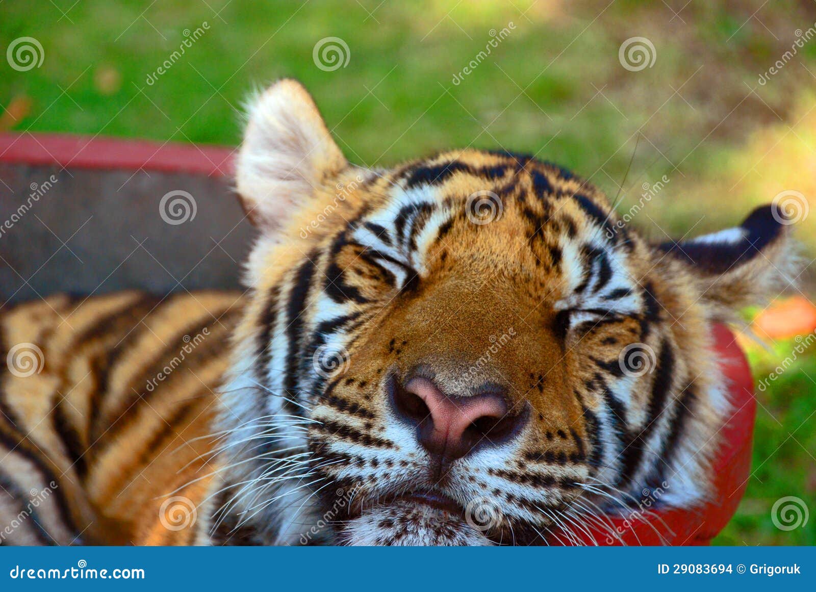 Sleeping tiger. stock photo. Image of predator, cute - 29083694