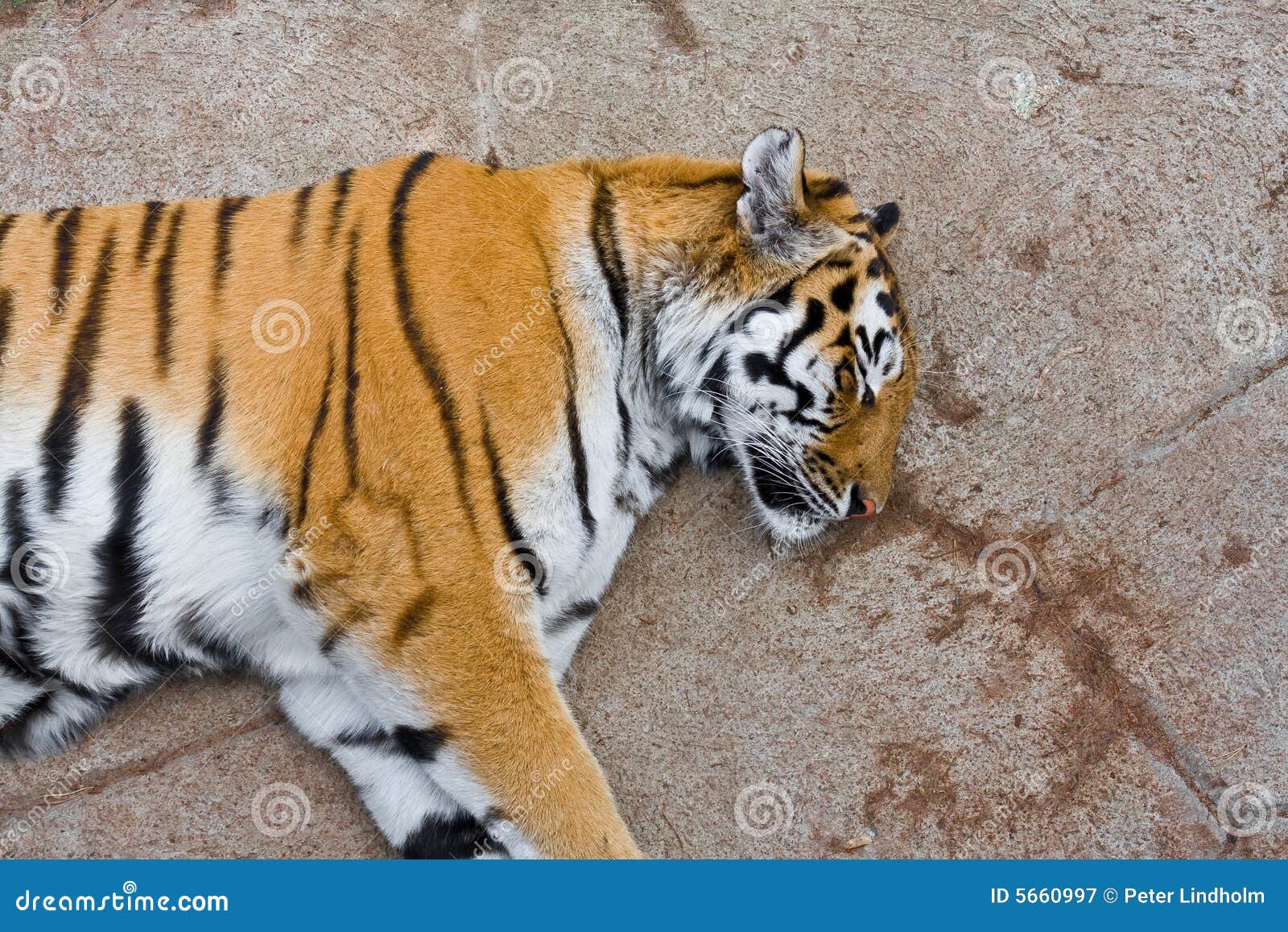 Sleeping tiger stock image. Image of panthera, wildlife - 5660997
