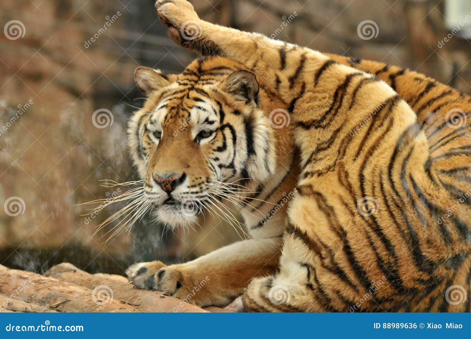 A Sleeping Tiger Bending Leg Stock Photo - Image of chief, isolated ...