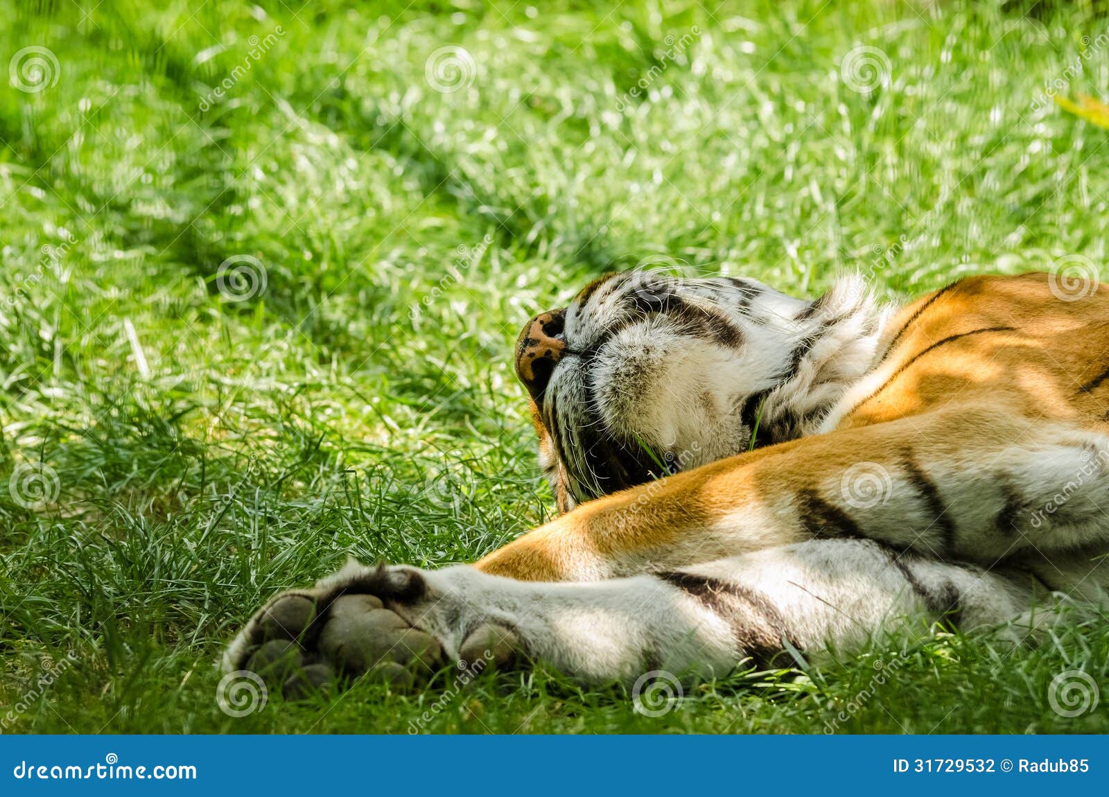 Sleeping Tiger stock photo. Image of carnivore, bengal - 31729532