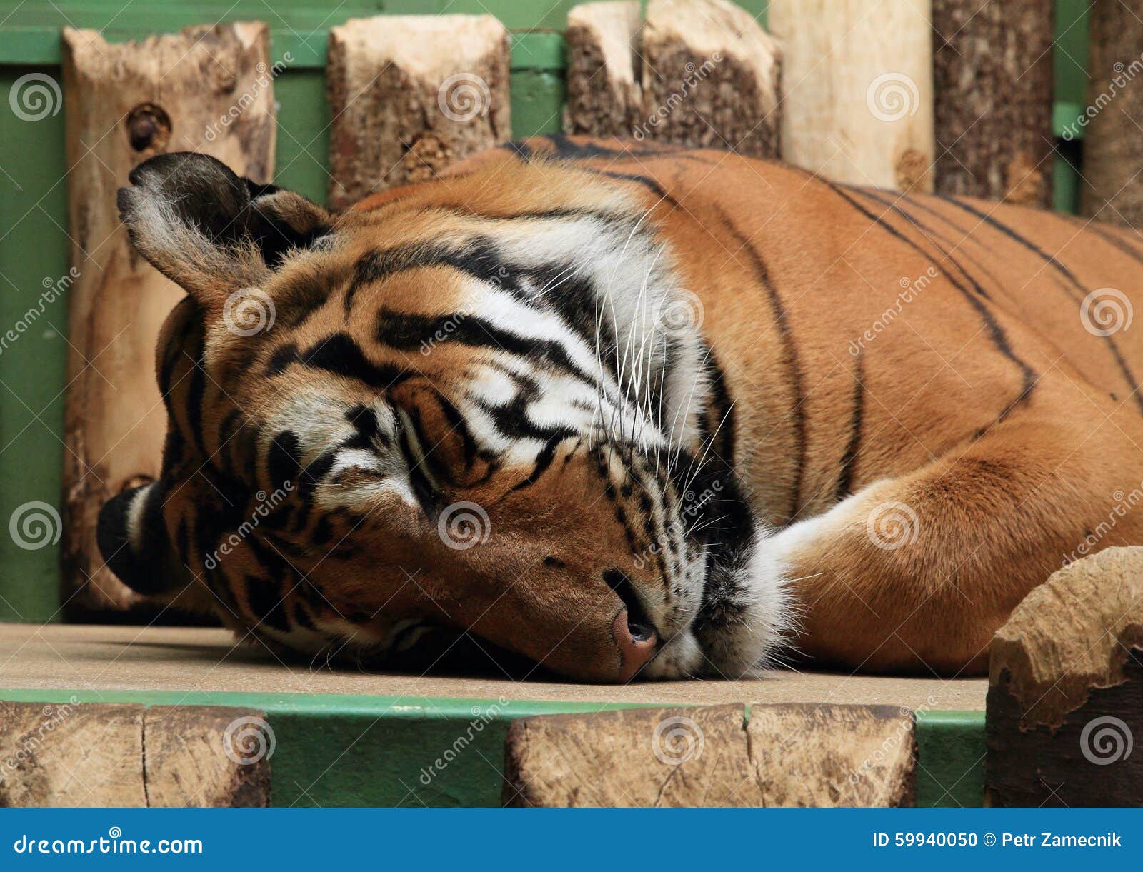 Sleeping tiger stock photo. Image of danger, stripe, sleep - 59940050