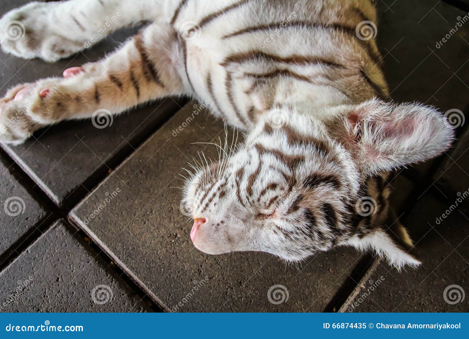 Sleeping tiger stock image. Image of relax, animal, face - 66874435