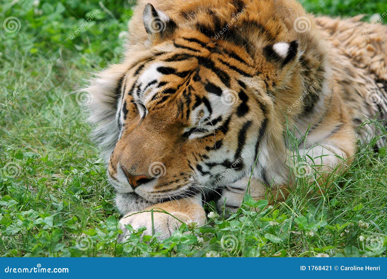 Sleeping Tiger in Grass stock image. Image of sleepy, endangered - 1768421