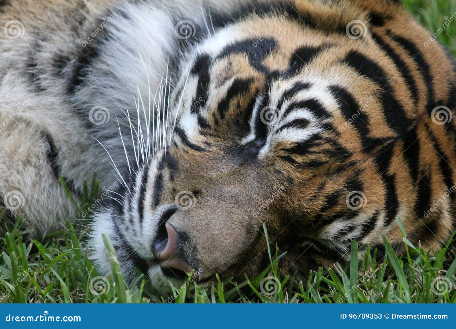 Sleeping Tiger stock image. Image of whiskers, ferocious - 96709353